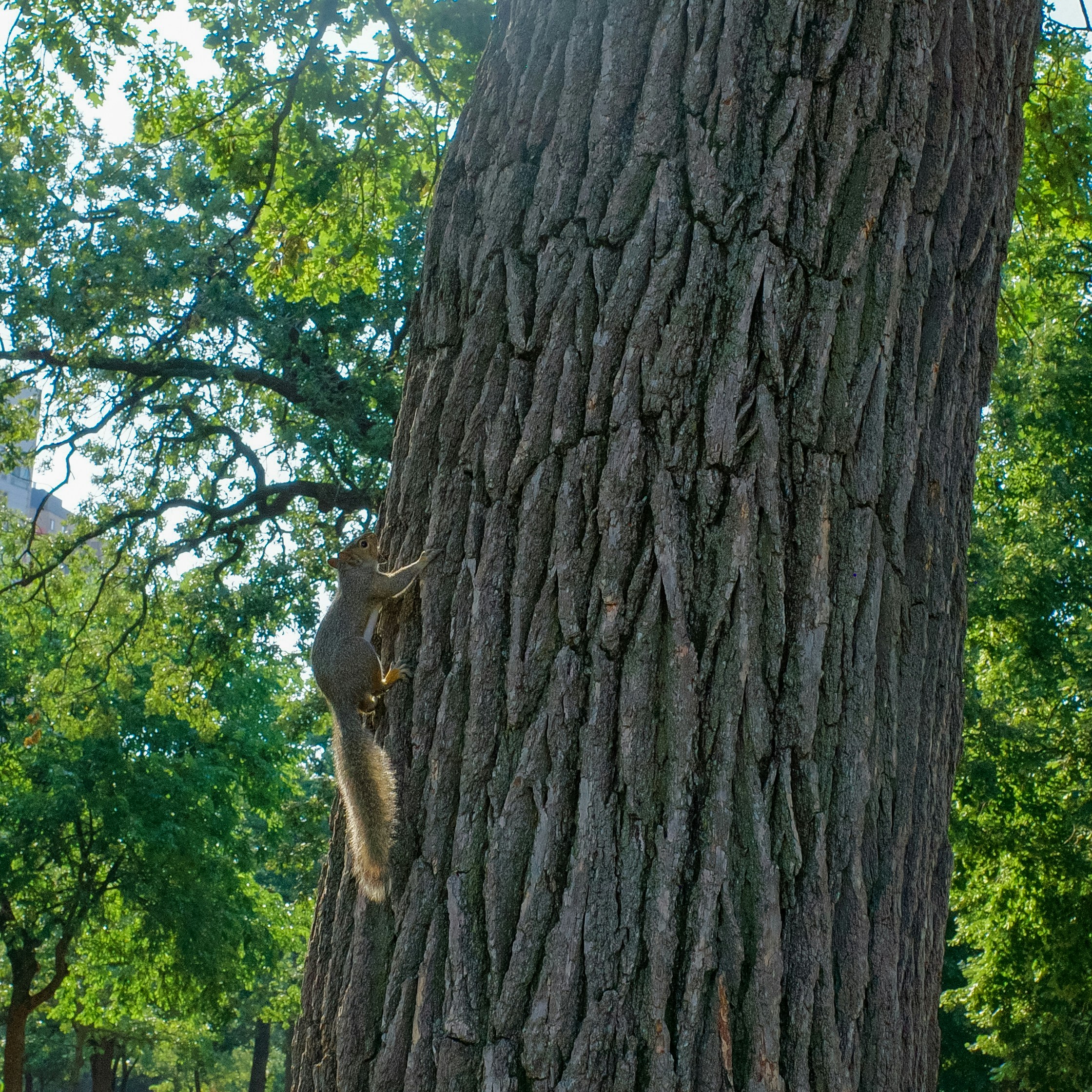 Squirrel Clings to Bark: A Moment of Woodland Contrast