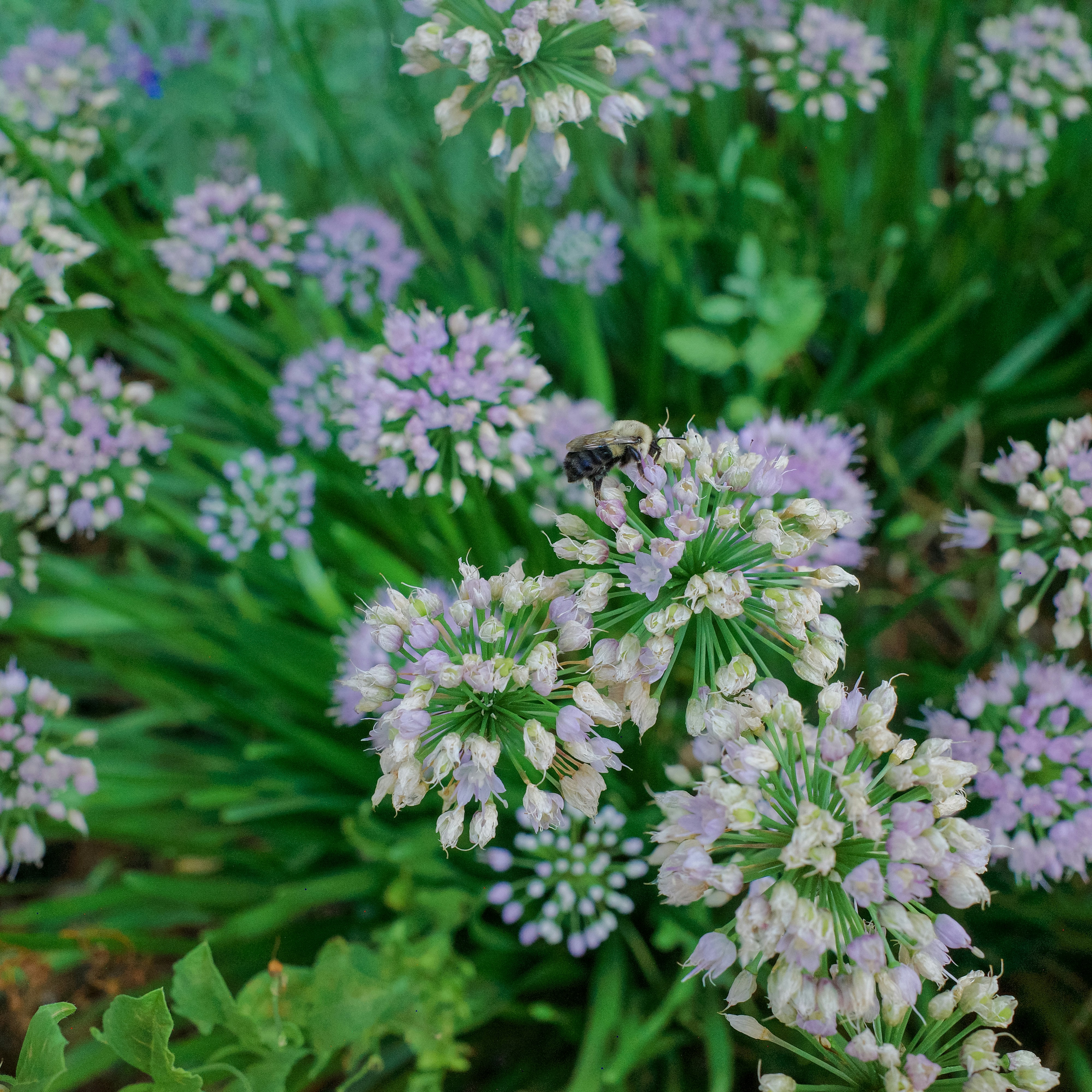 Close-up of a bee resting on lavender blooms with lush green foliage in the background, highlighting macro detail and natural color. This is a photographic still rather than an illustration or painting.