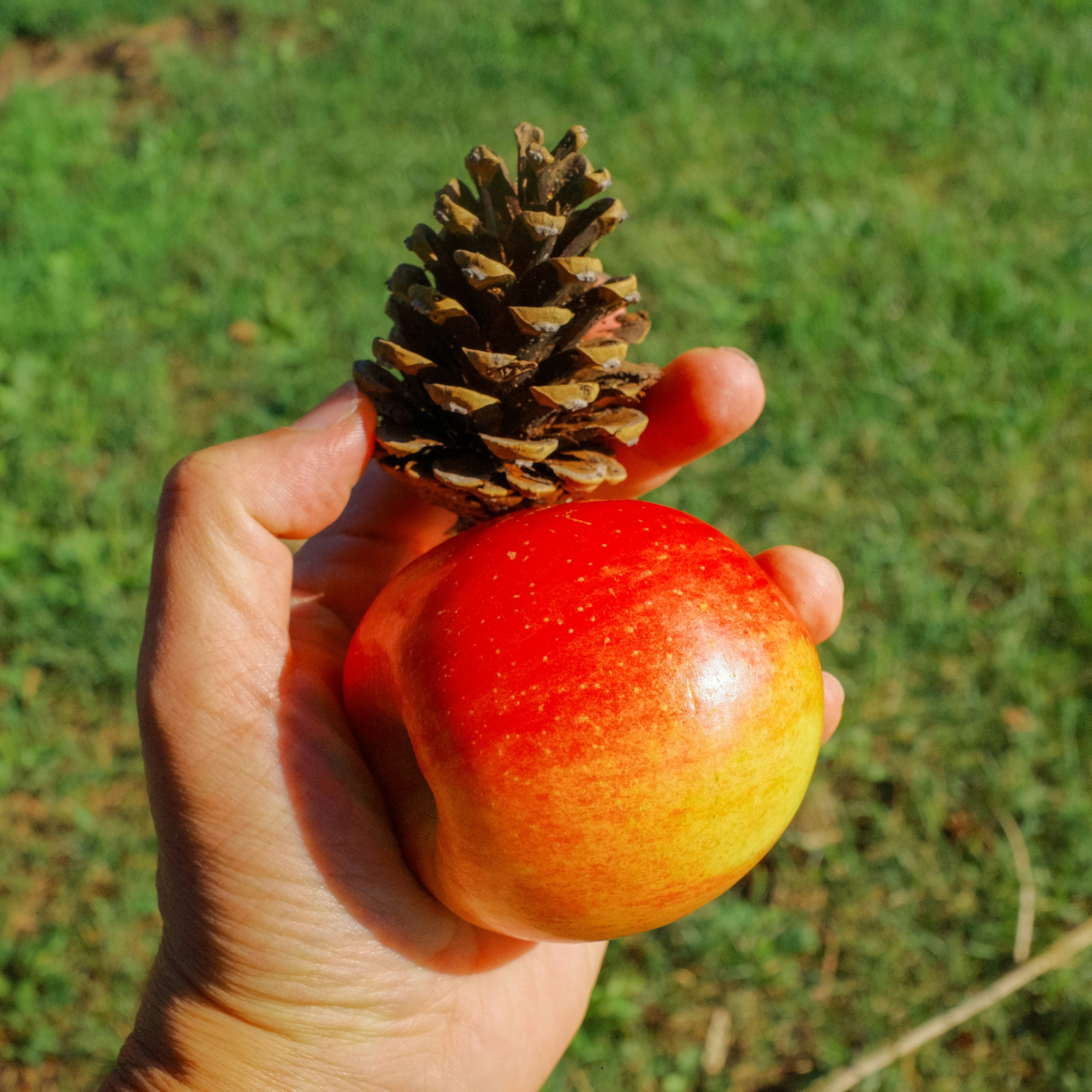 Handful of Autumn: Red Apple and Pinecone in Sunlit Garden
