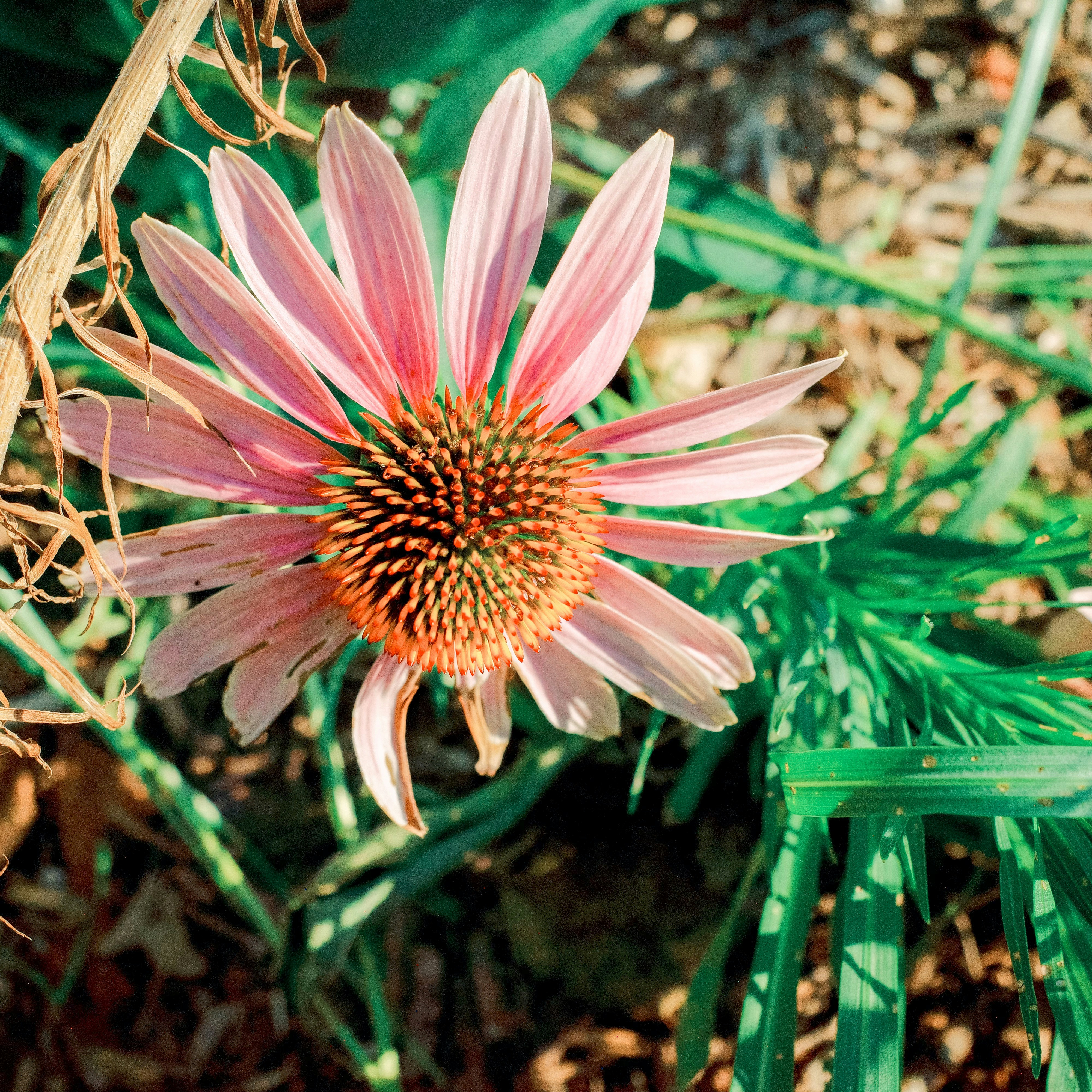 Pink Coneflower in Sunlit Garden: A Burst of Petals and Green Steel