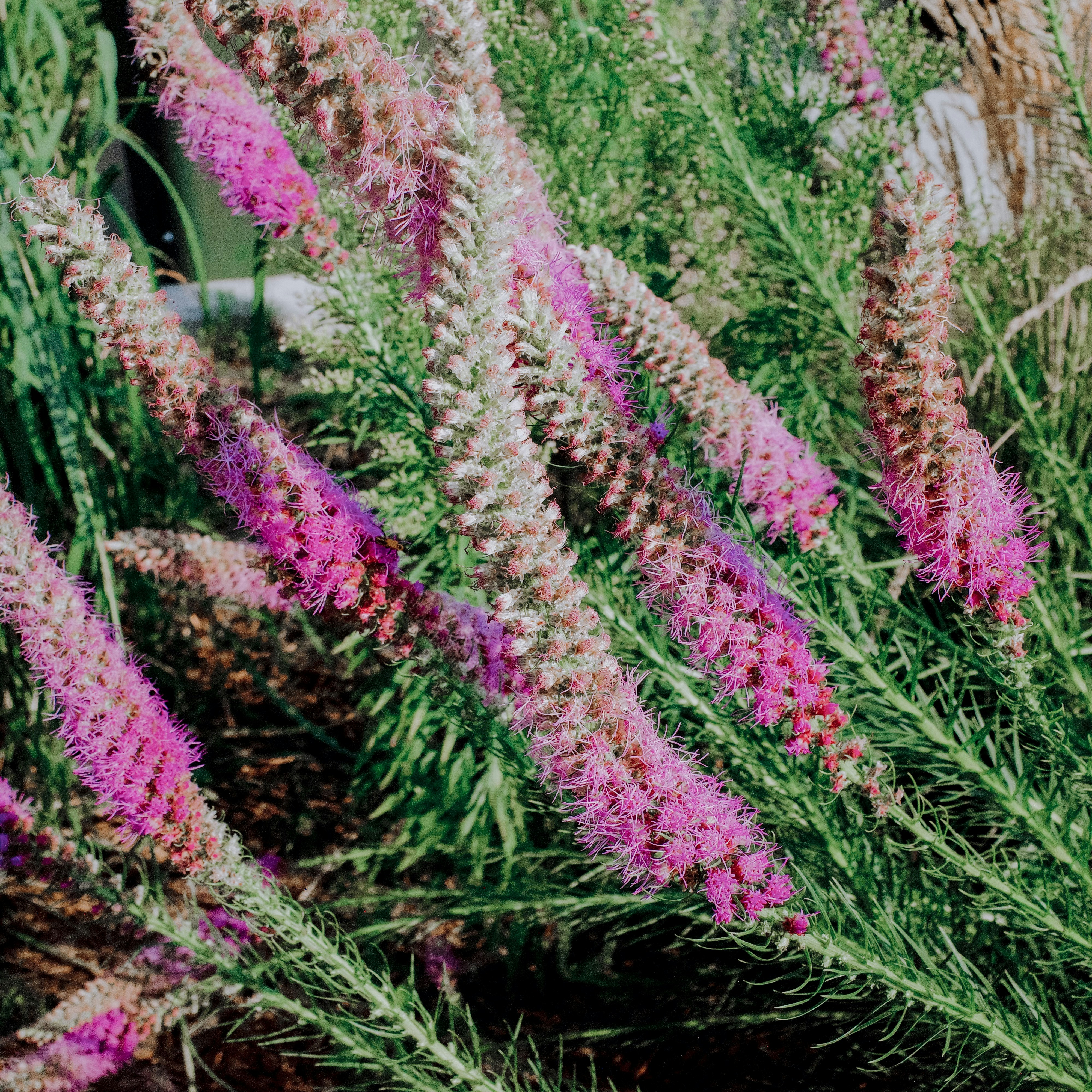 Close-up of pink and purple flowering catkins amid green foliage in sunlight; a garden border scene emphasizing texture and color without a central human subject.