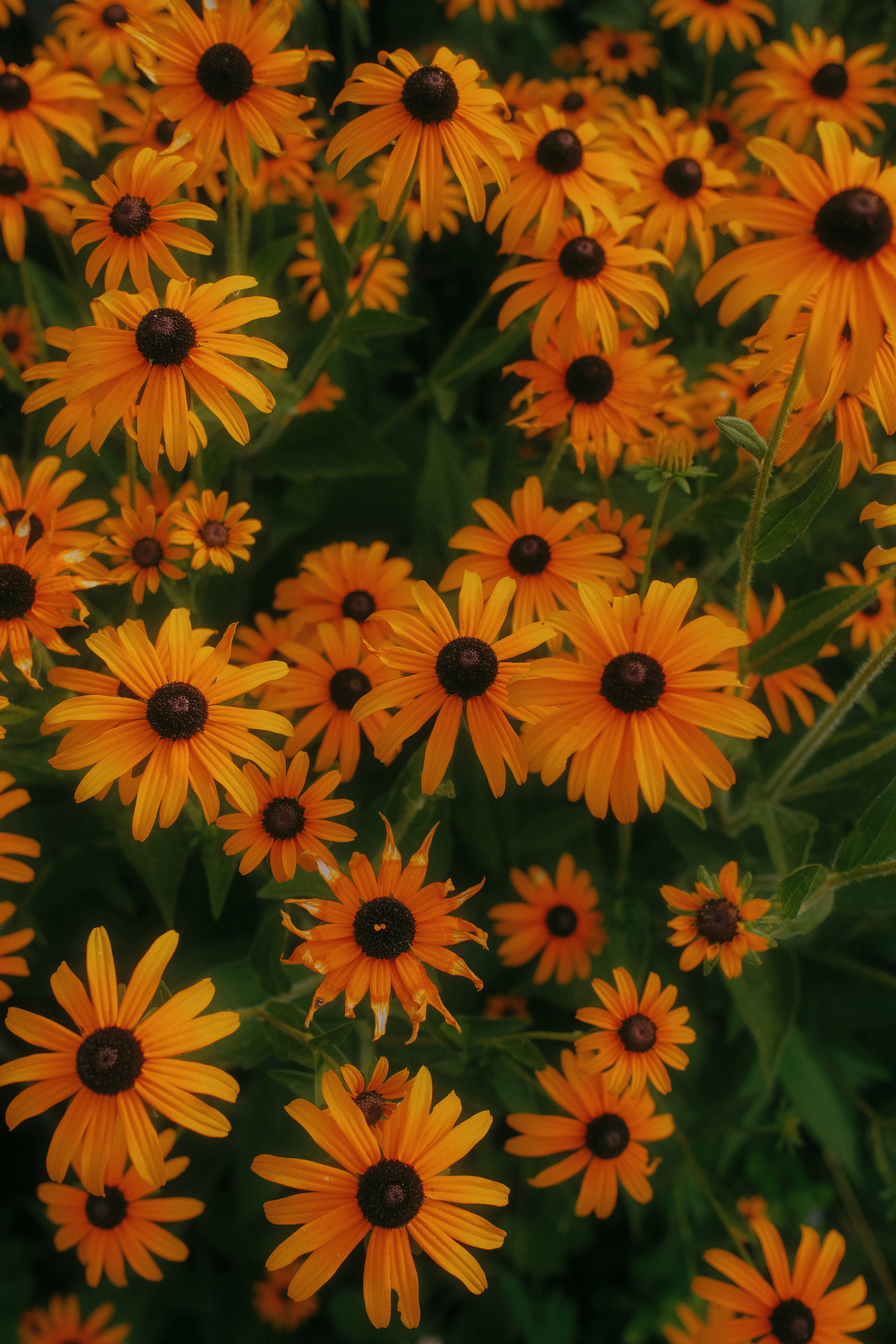 Bright orange daisies cluster in a sunlit garden, their dark centers creating a vivid contrast and lush green foliage framing the bloom-filled scene.