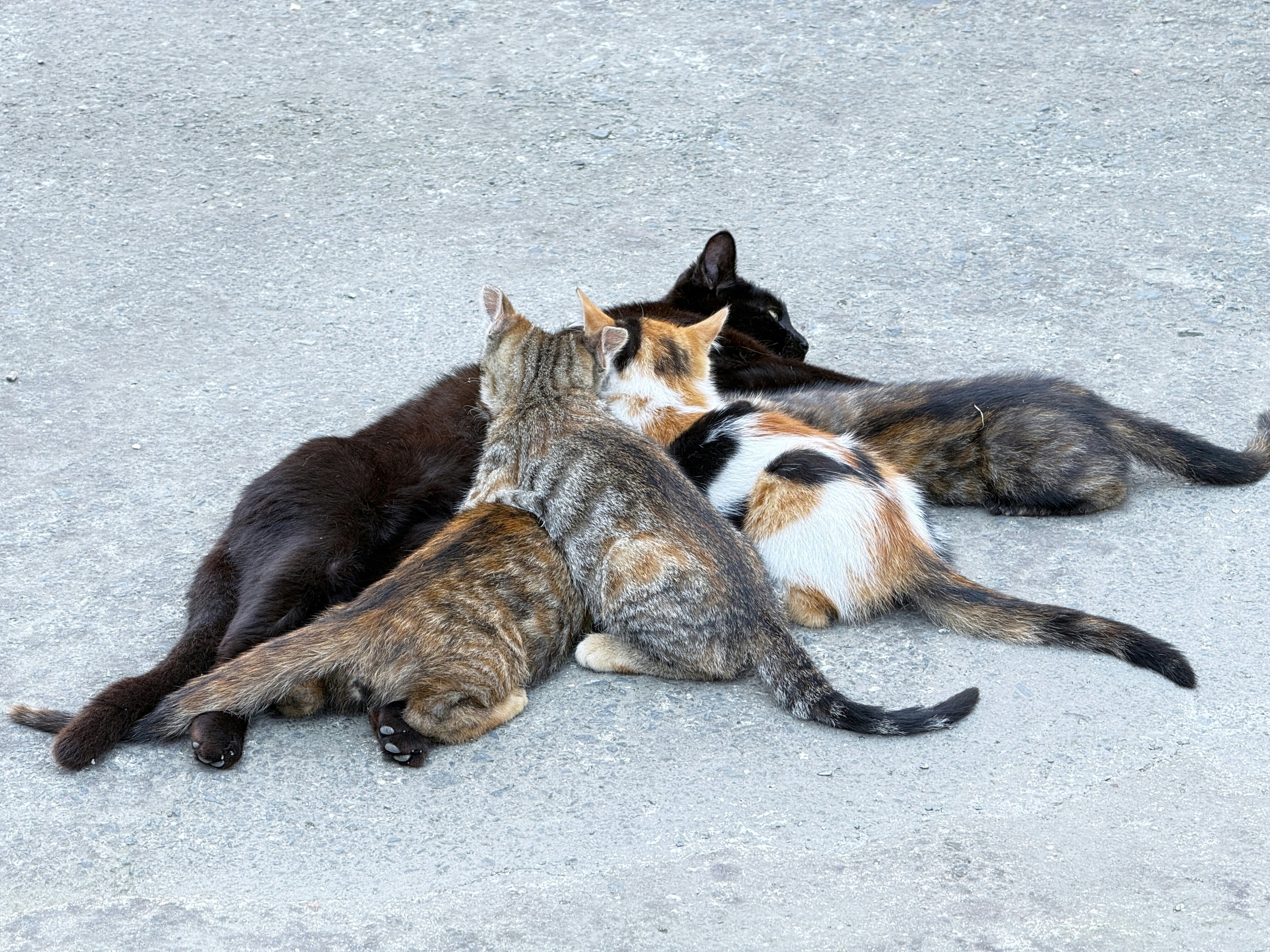 A Cozy Cream: A Huddle of Feline Friends On Concrete