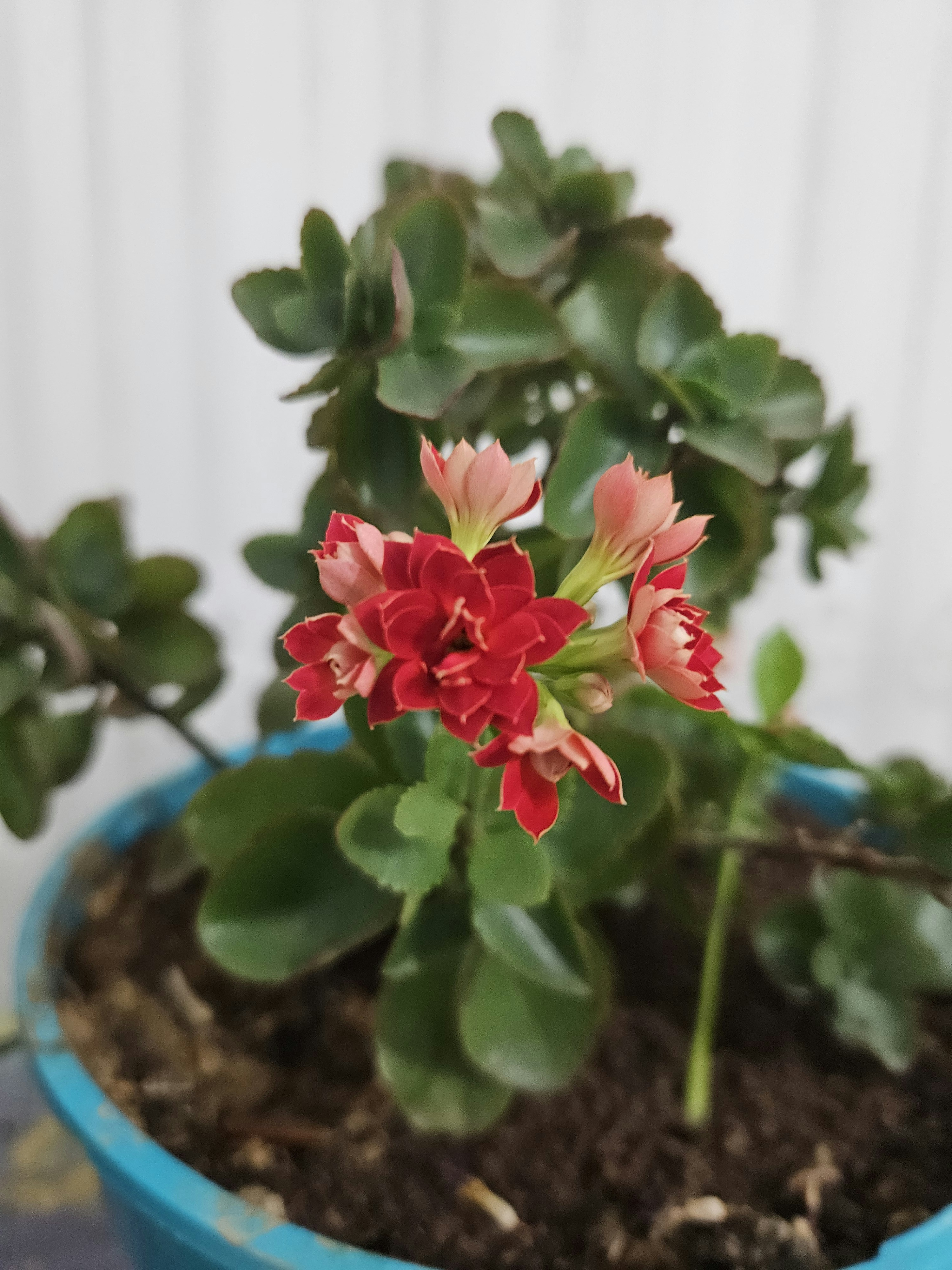 Red-tinged blossoms anchor a small potted succulent bouquet