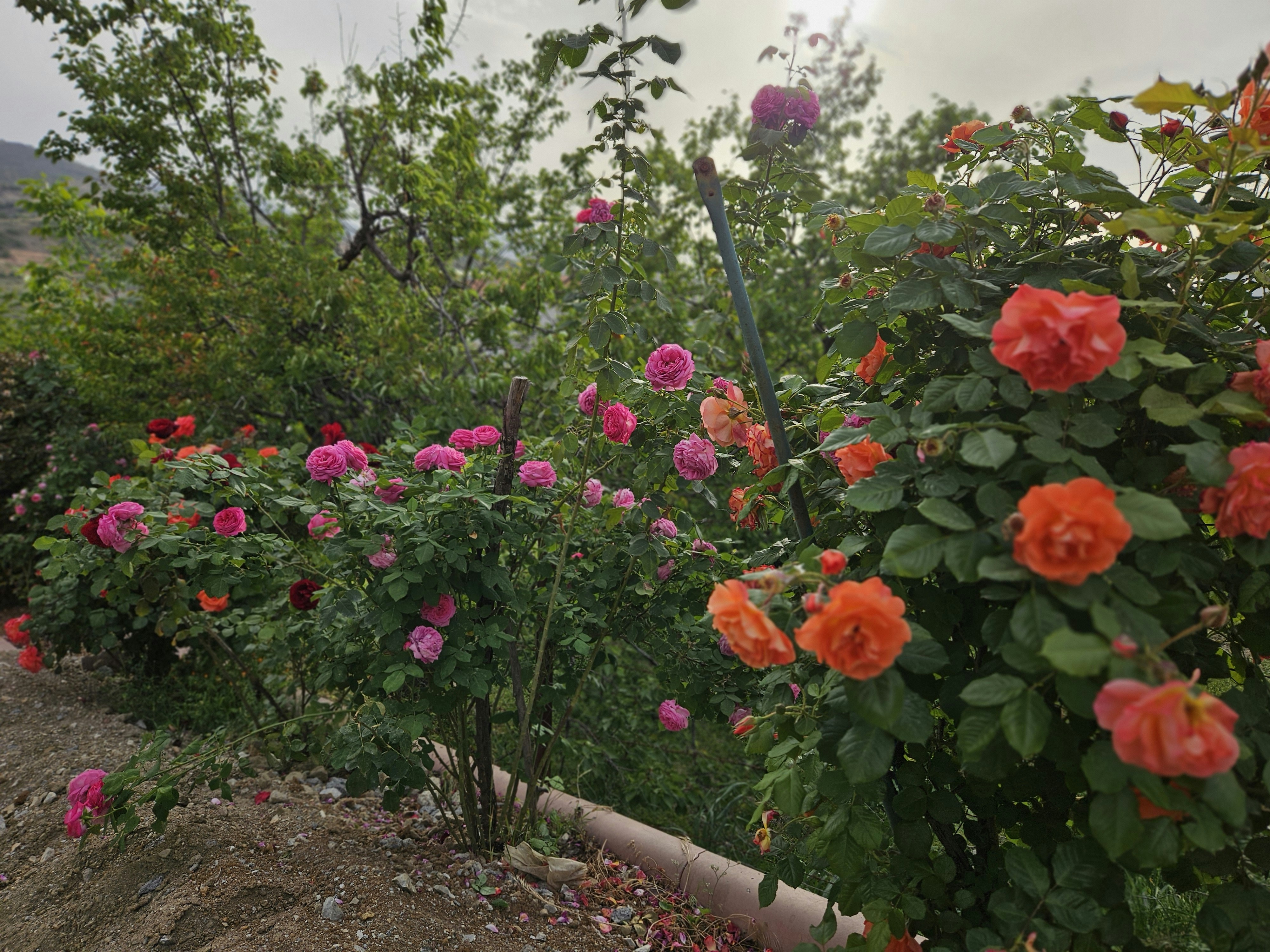 Roses in Bloom: A Sunlit Border of Pink and Orange