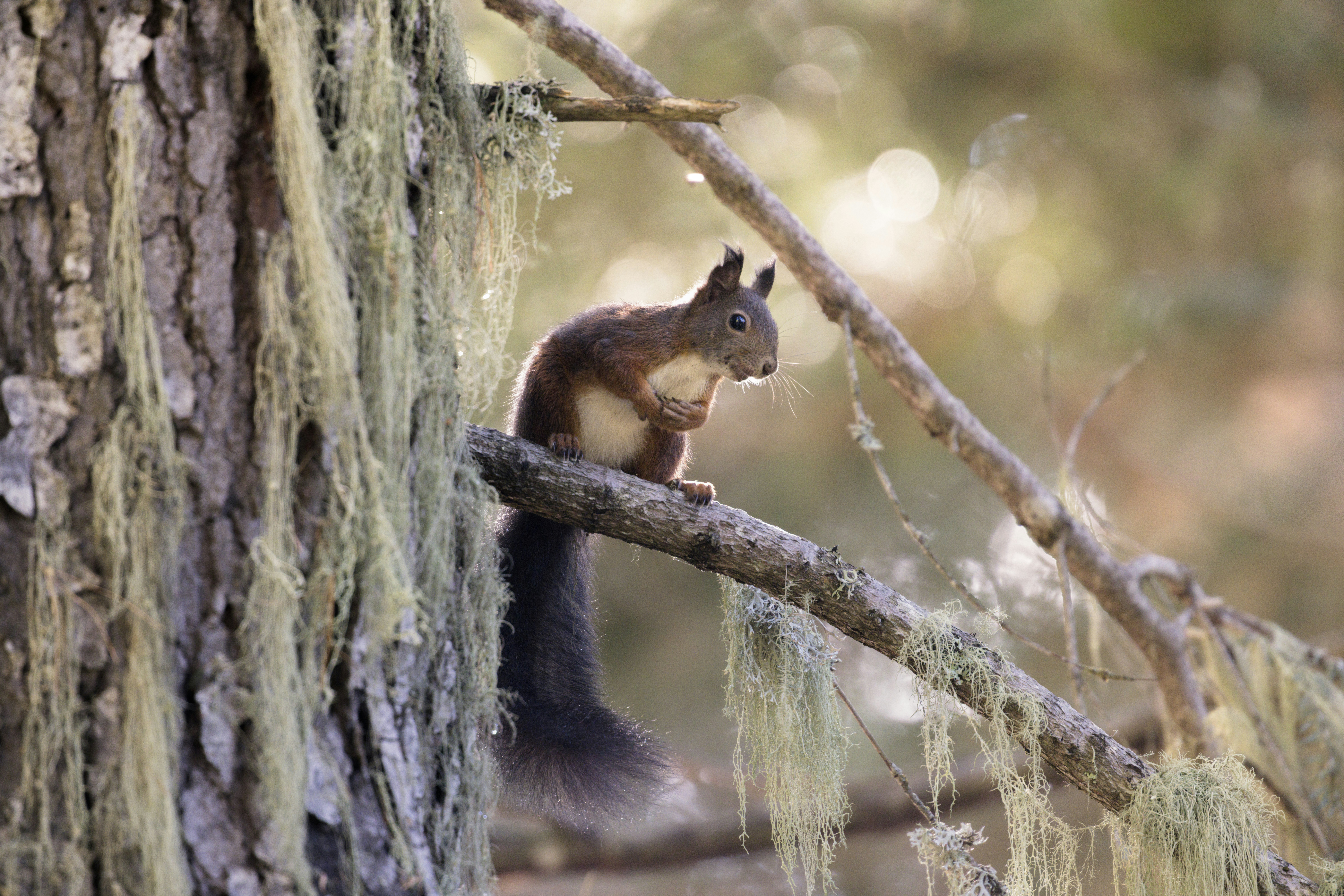 Squirrel at the Moss-Slick Branch