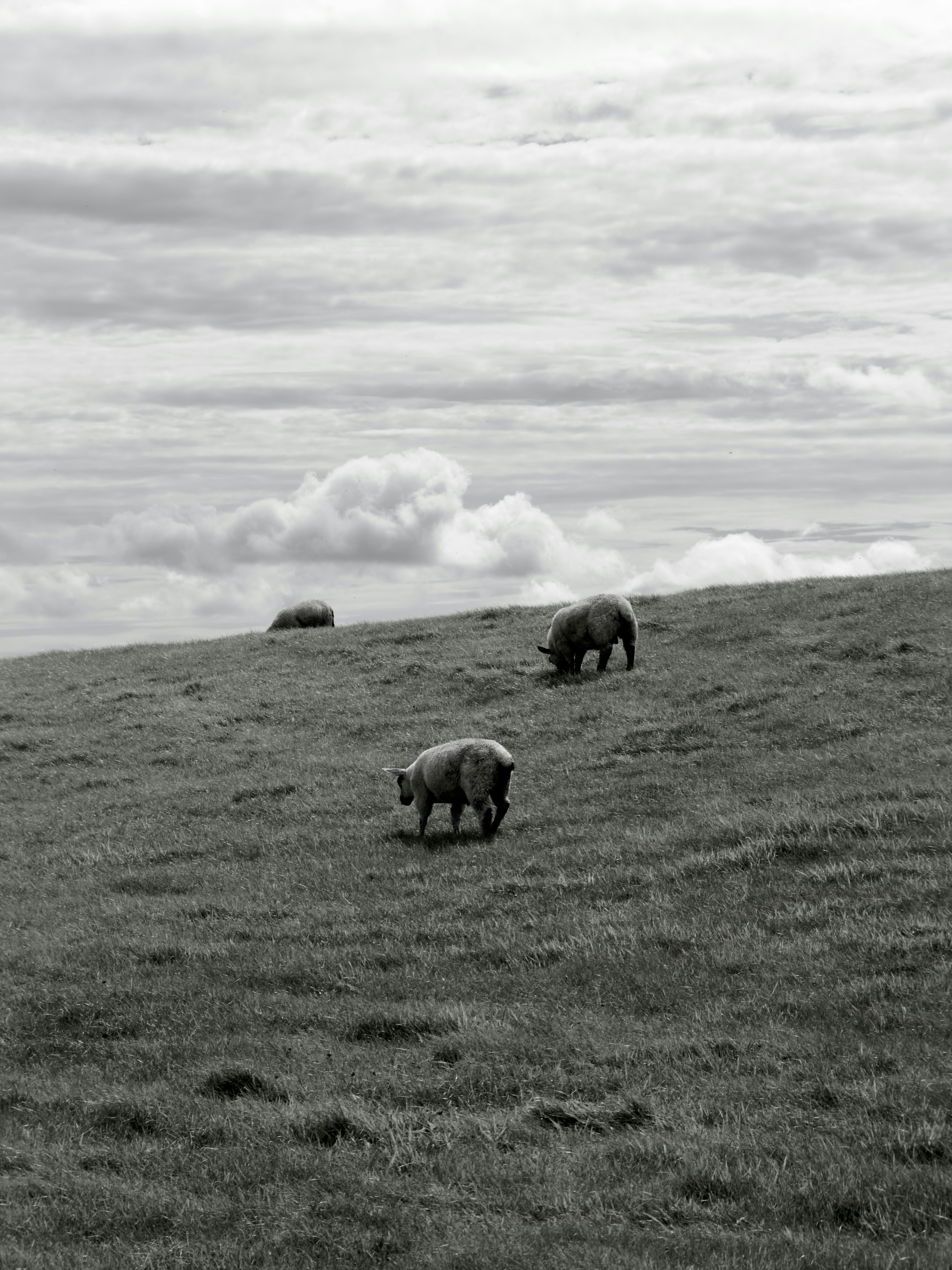 Grazing in the Quiet Hilllight