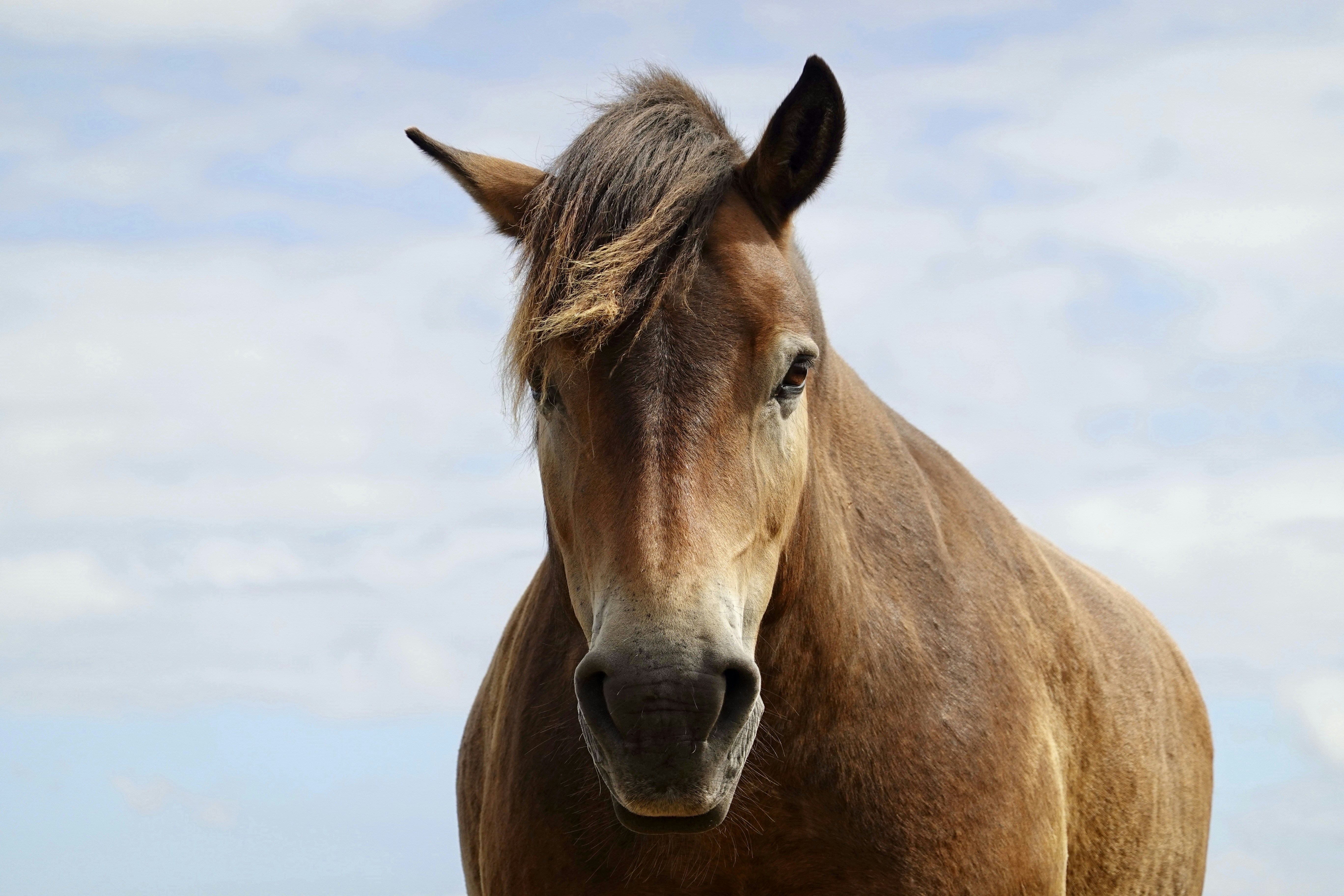 Horizon-Head Portrait: A Close-Study of a Brown Horse Against a Sky