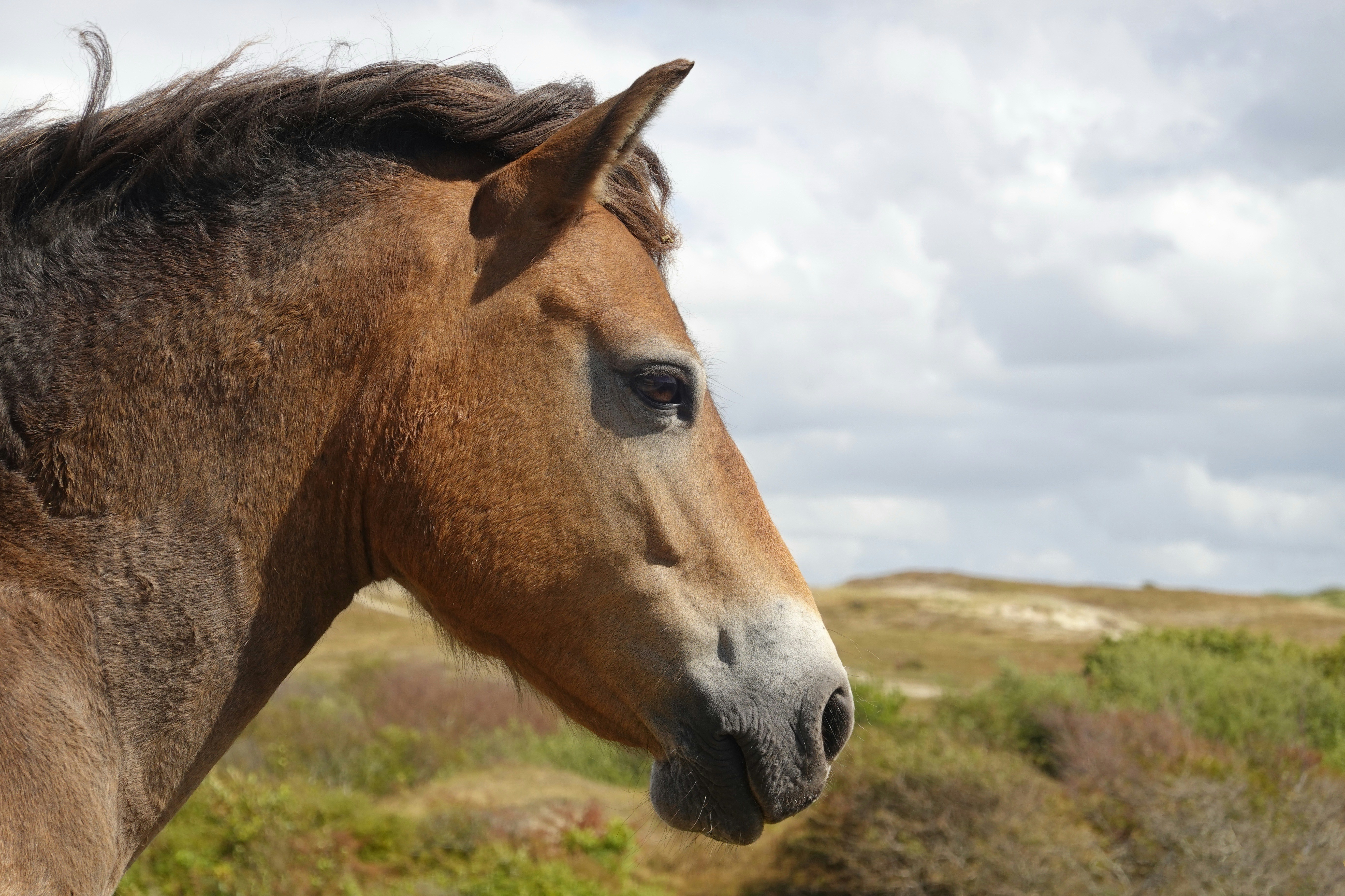 Close-up of a desert hillside horse