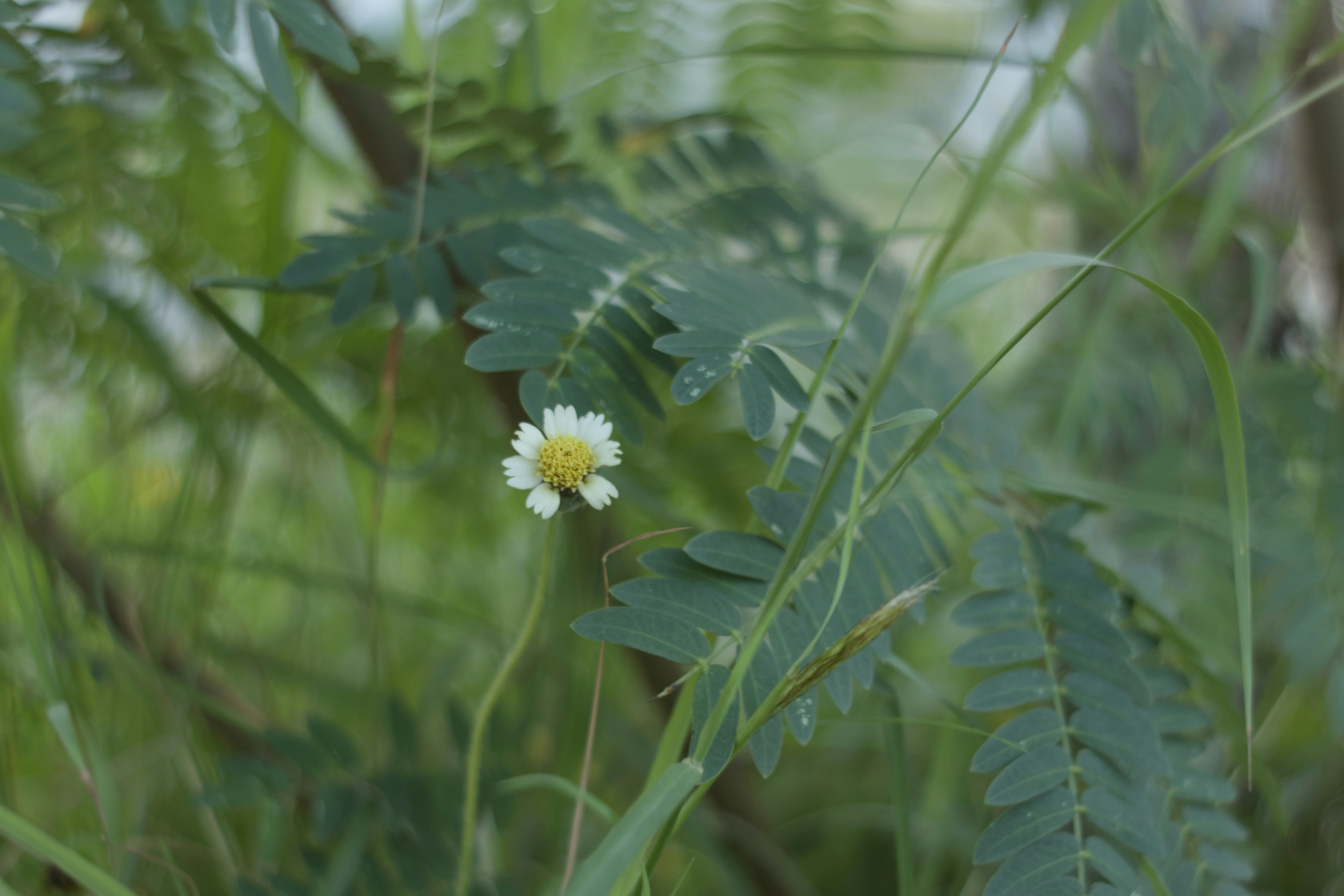 Delicate Daisy Amid Green Veil