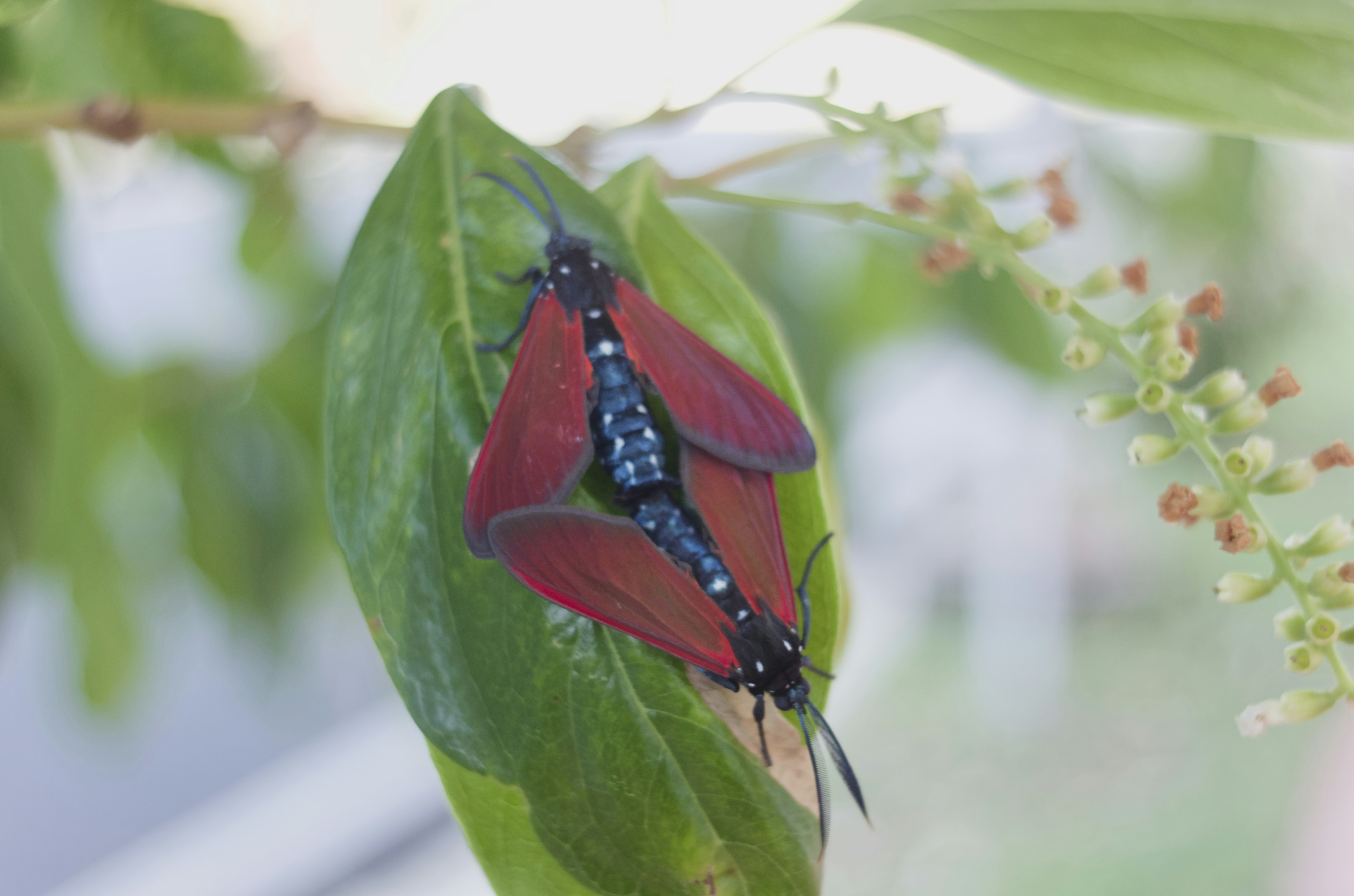 Crimson Wing on a Green Edge