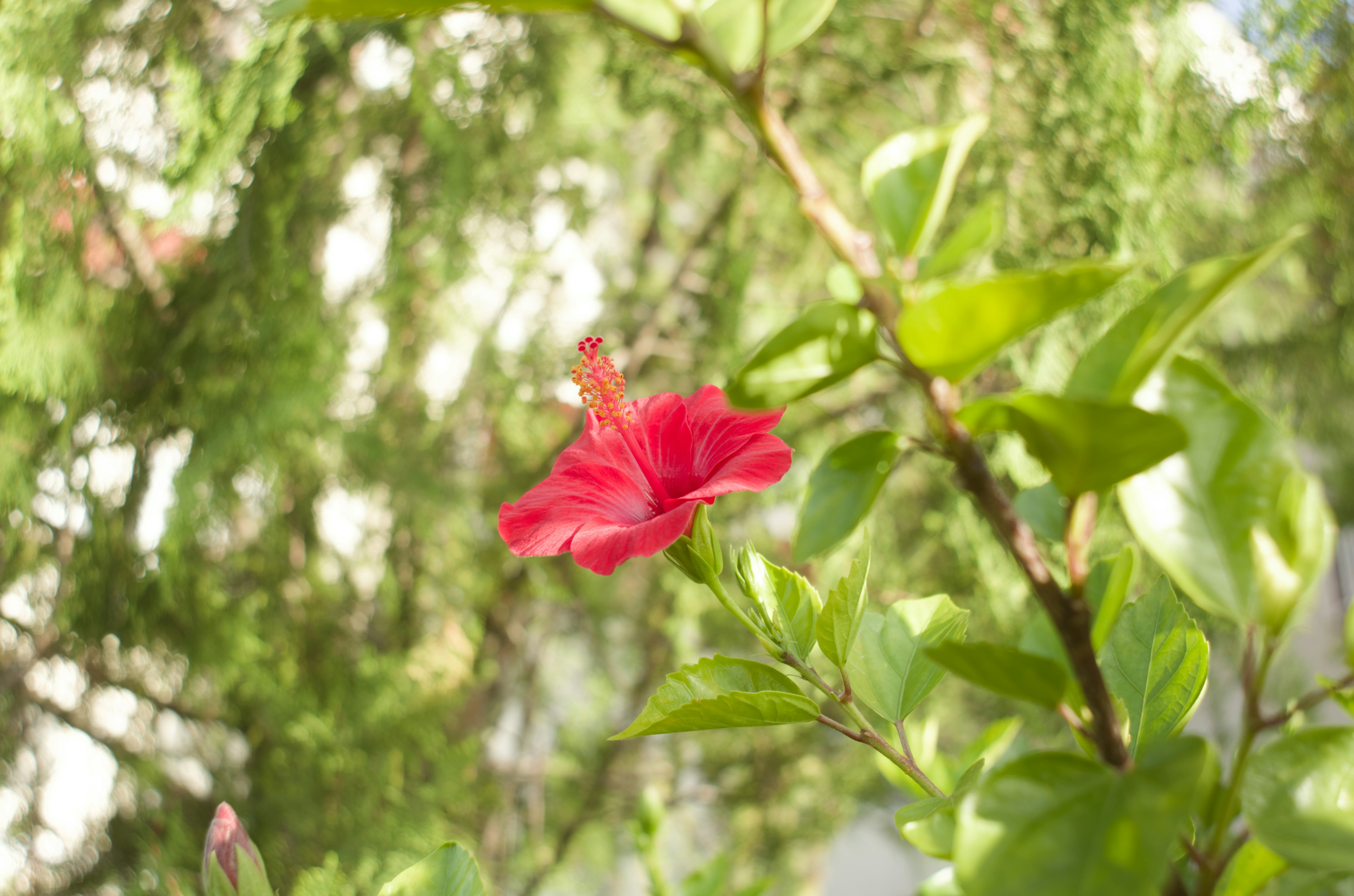 Crimson Hibiscus in Verdant Blur
