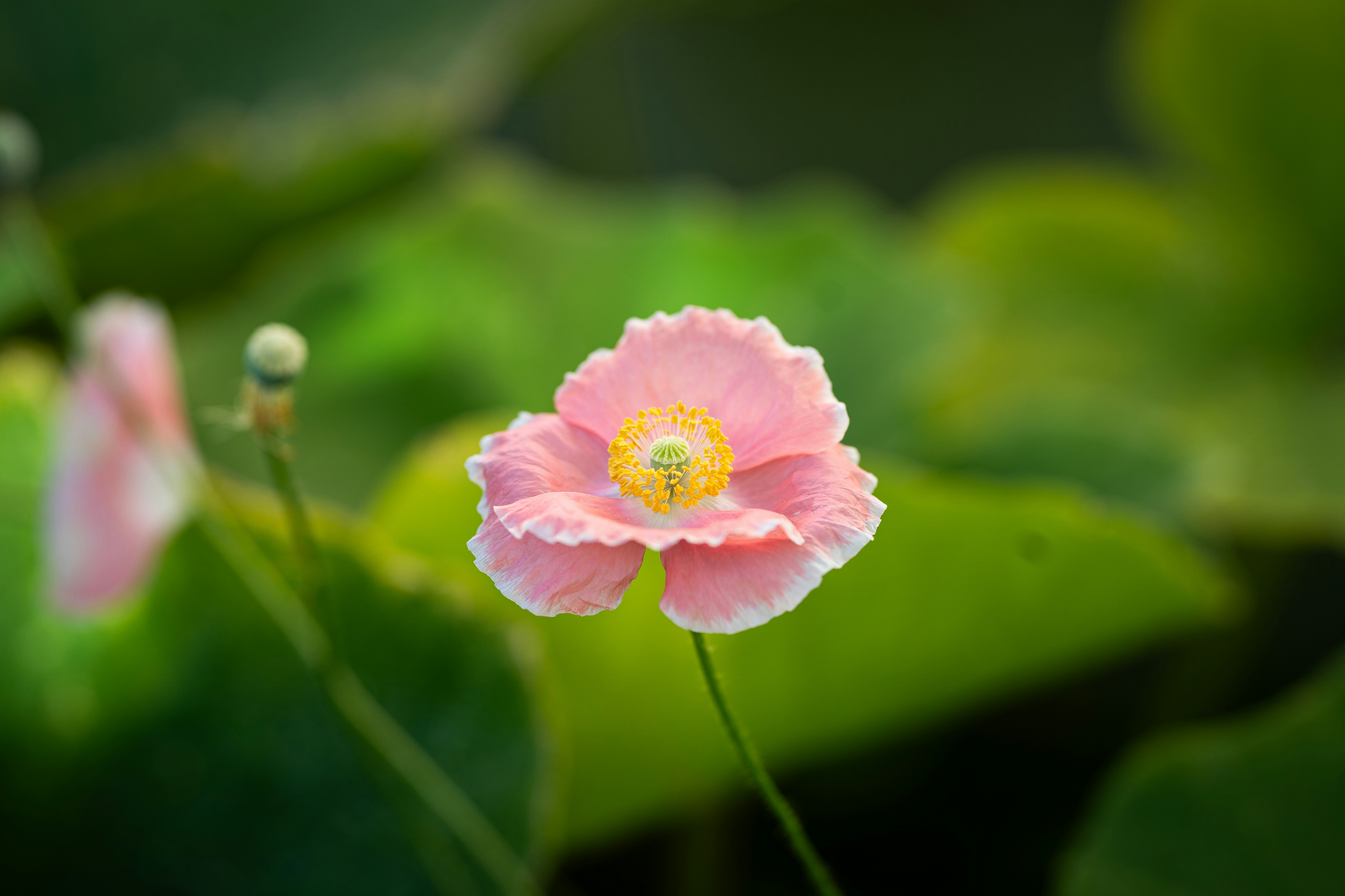 Pink Poppy in Soft Focus: A Gentle Garden Moment