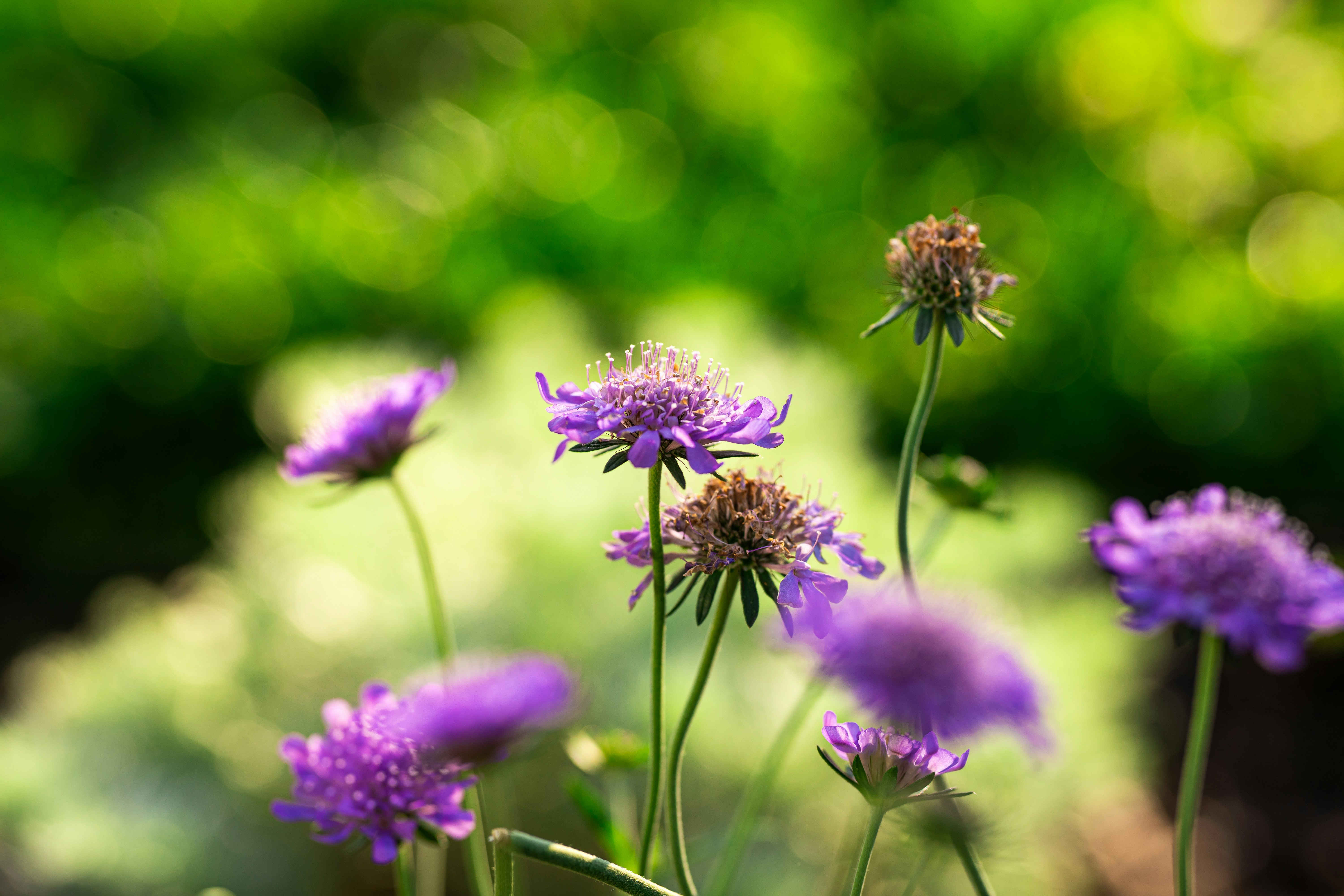 Purple Meadow in Soft Focus