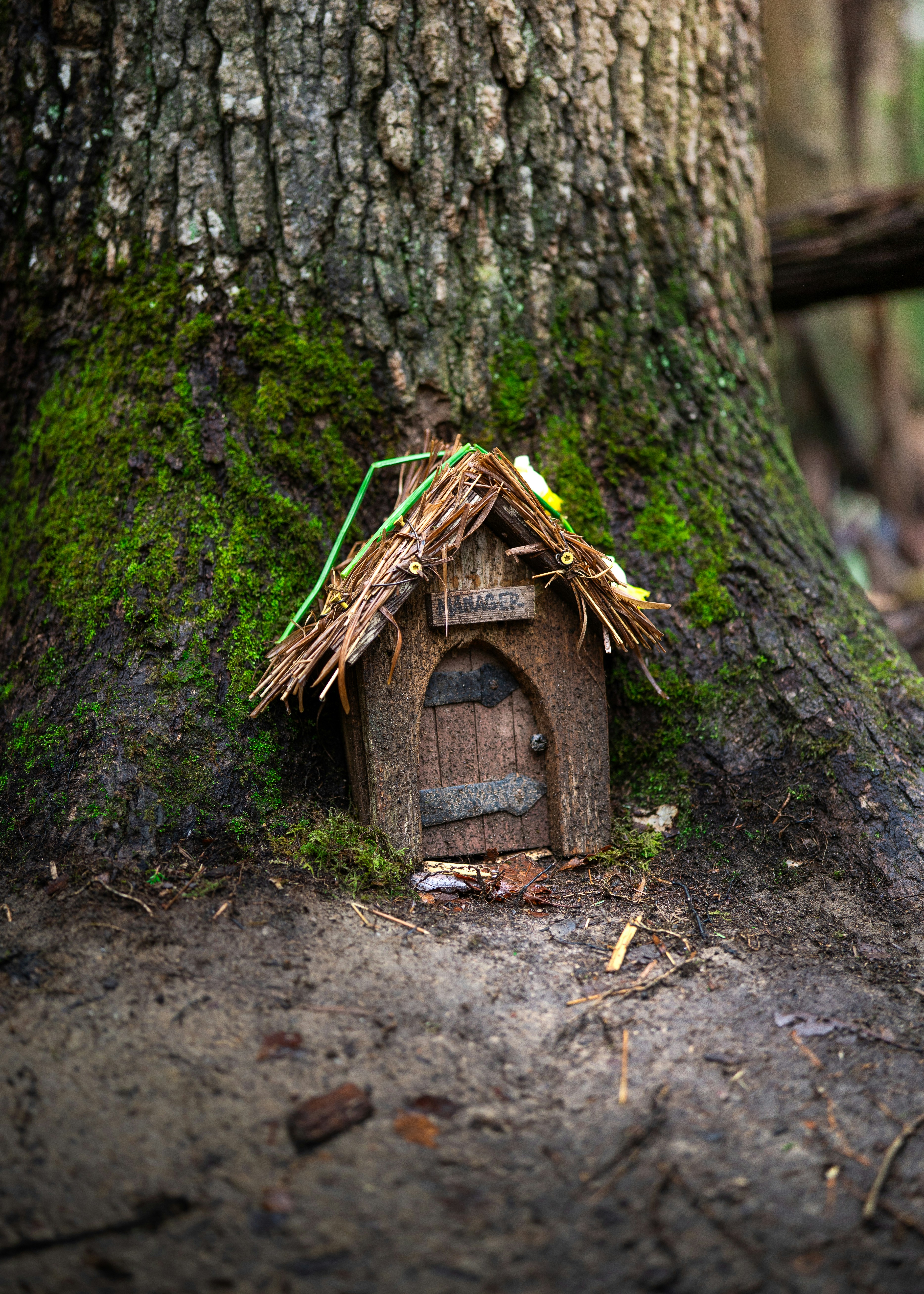 Tiny House, Giant Roots: A Mossy Woodland Refuge Under the Tree