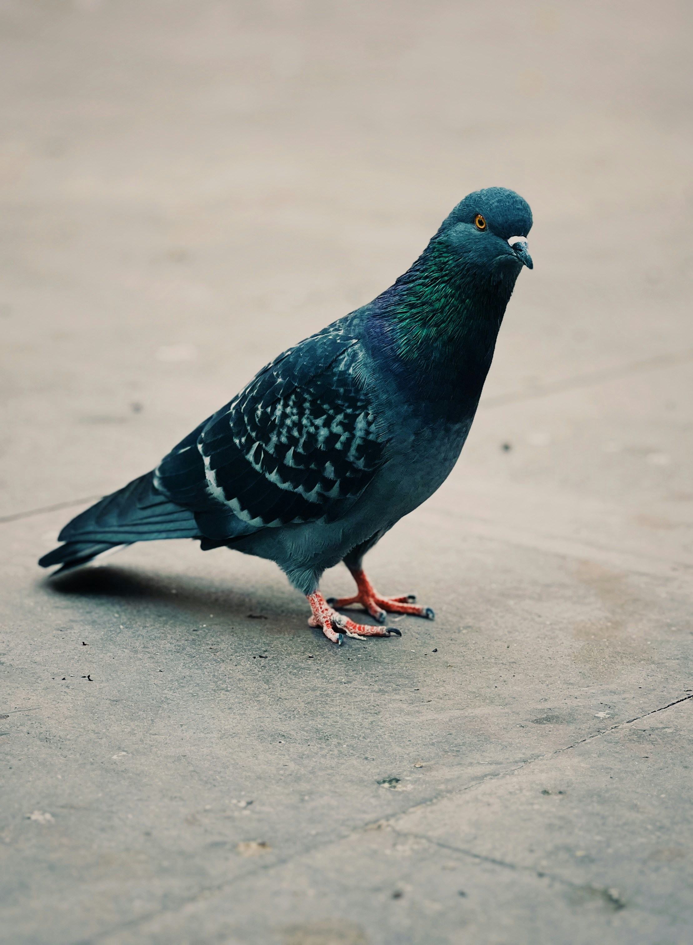Blue-green Racer: Pigeon Stance on a Quiet Concrete Stage