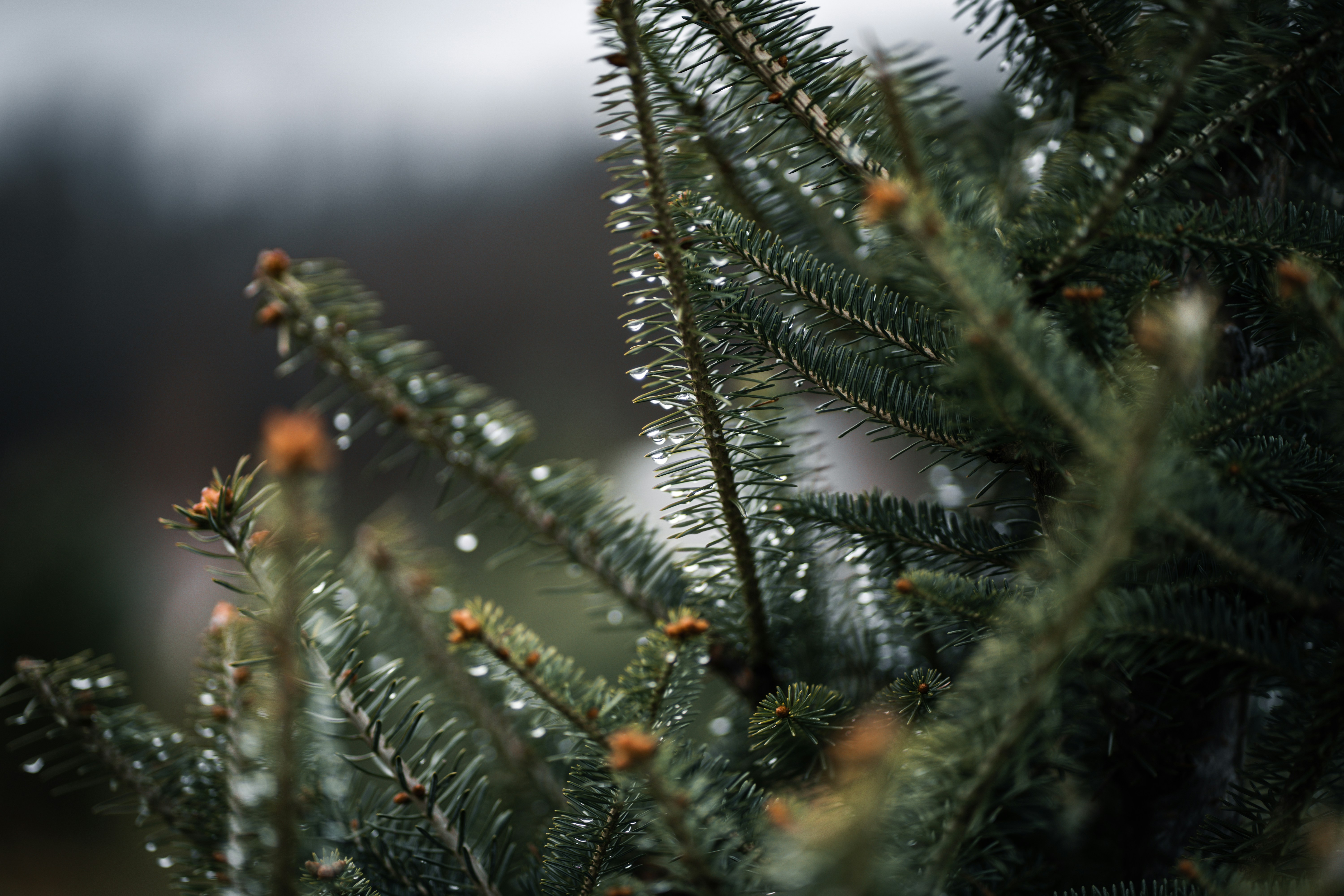 Dew-kissed Spruce Blades in Quiet Winter Light