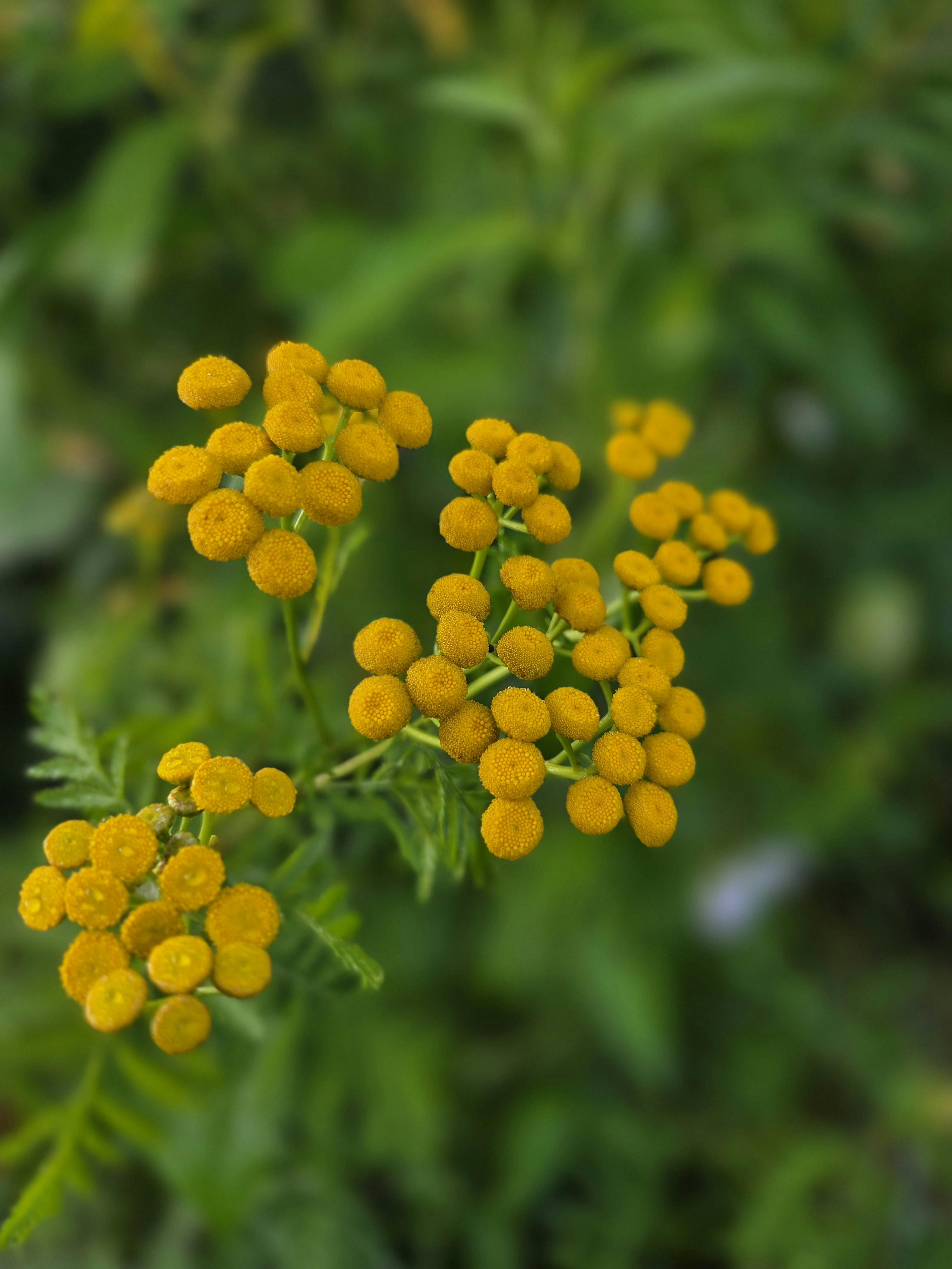 Bright yellow clustered umbels stand out against a lush green background, with shallow depth of field isolating the bouquet.