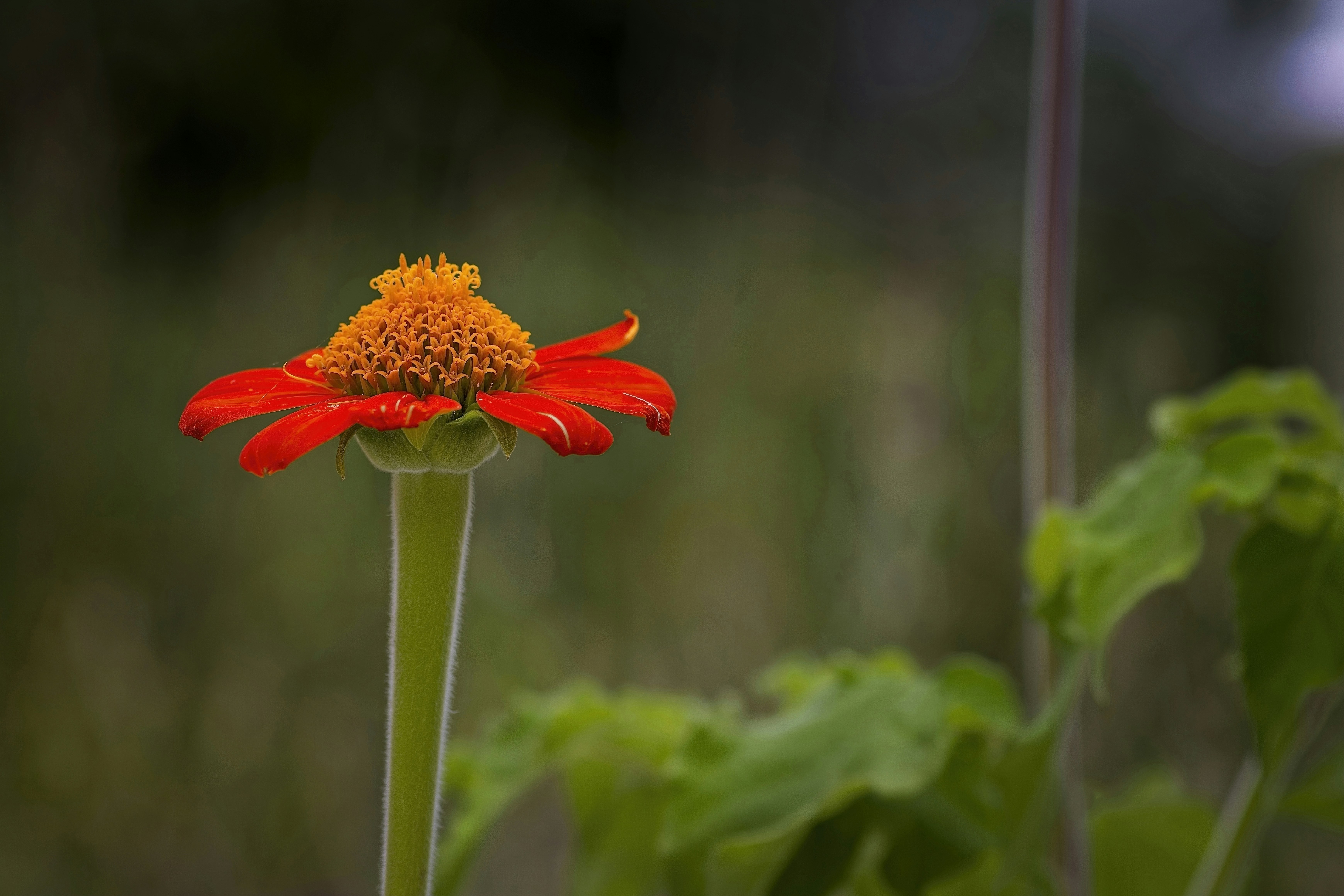 Red Zinnia Standout Against Morning Greens