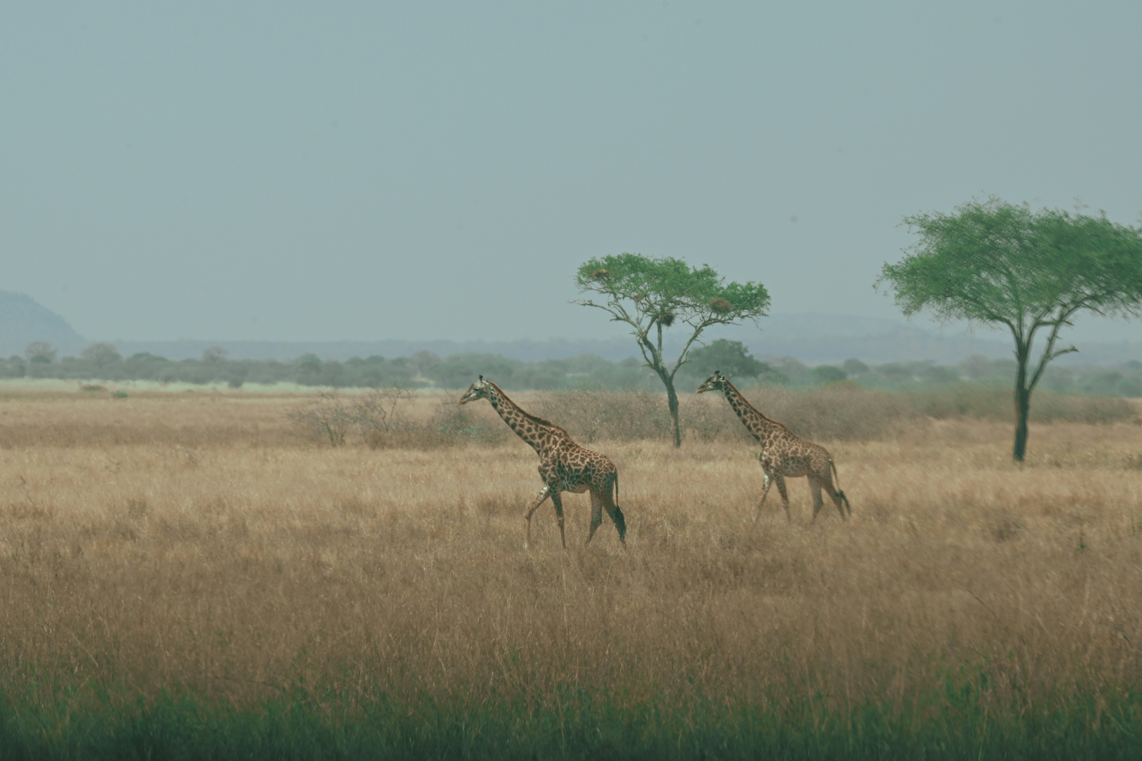 Giraffes on the Serengeti Horizon
