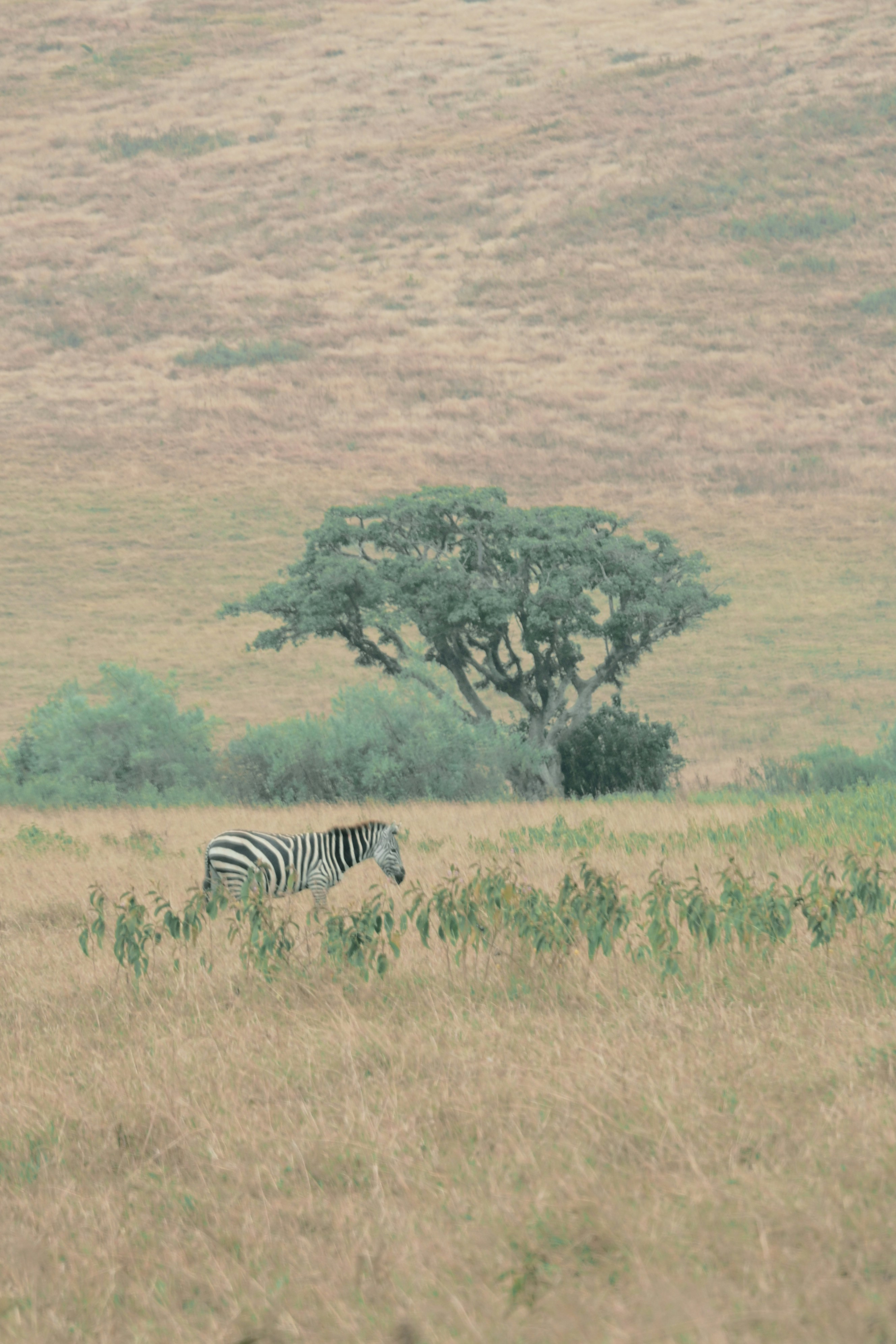 Zebras in the Savanna: Quiet Herd at Dusk