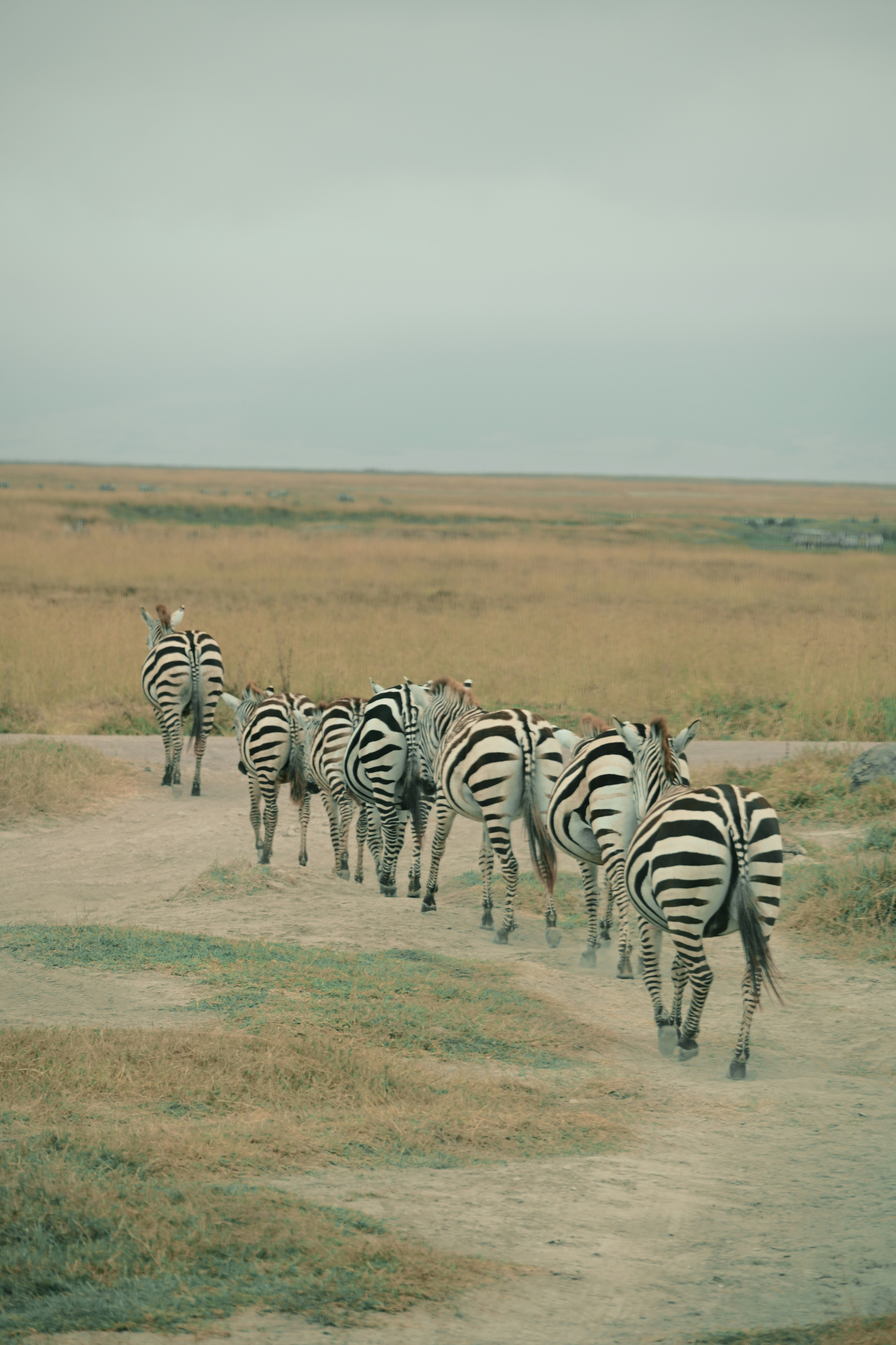 Zigzag of Zebras: A Dusty Stampede Along a Quiet Path