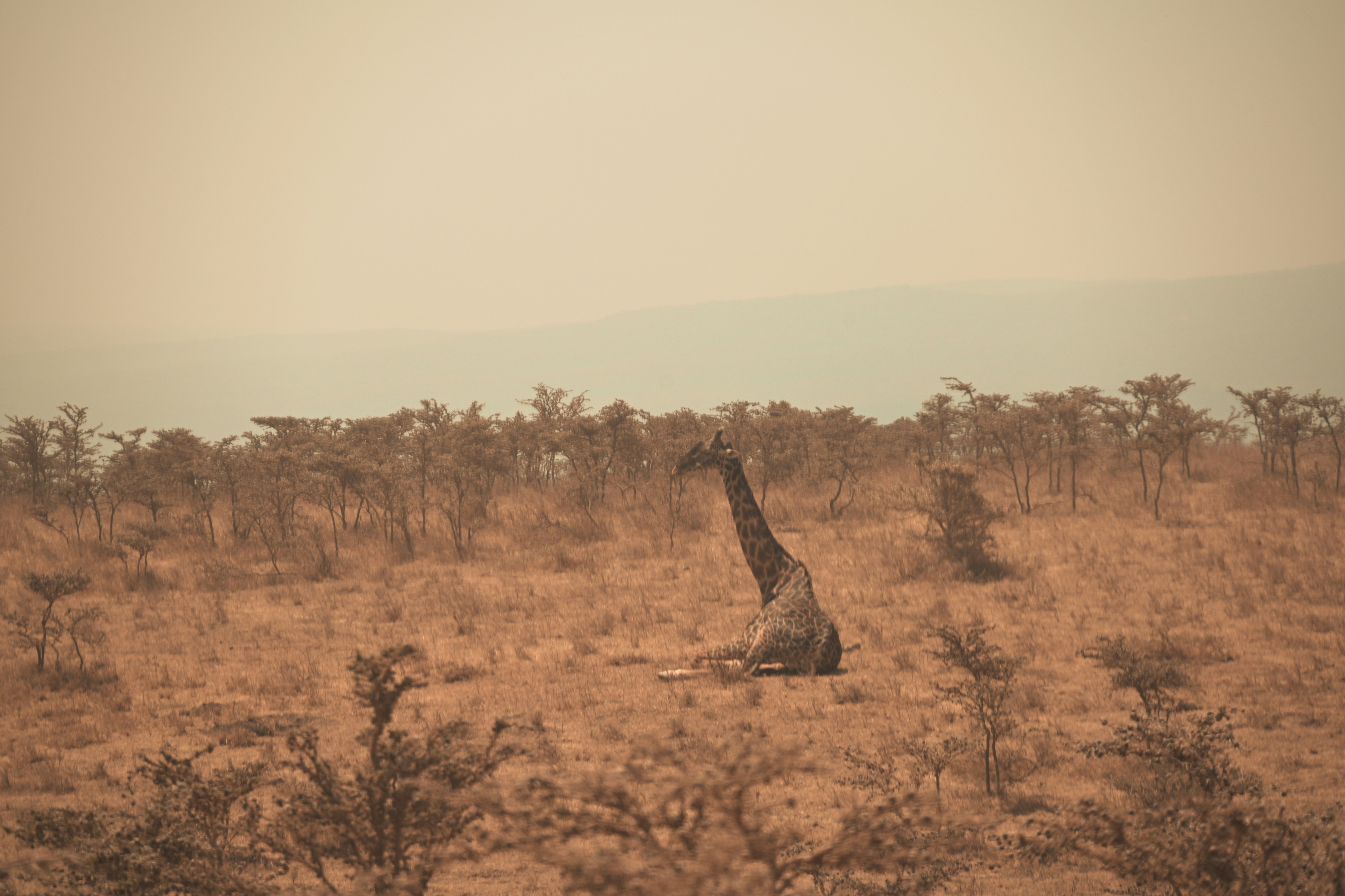 Giraffe Silhouette in Dusk-Hued Savannah