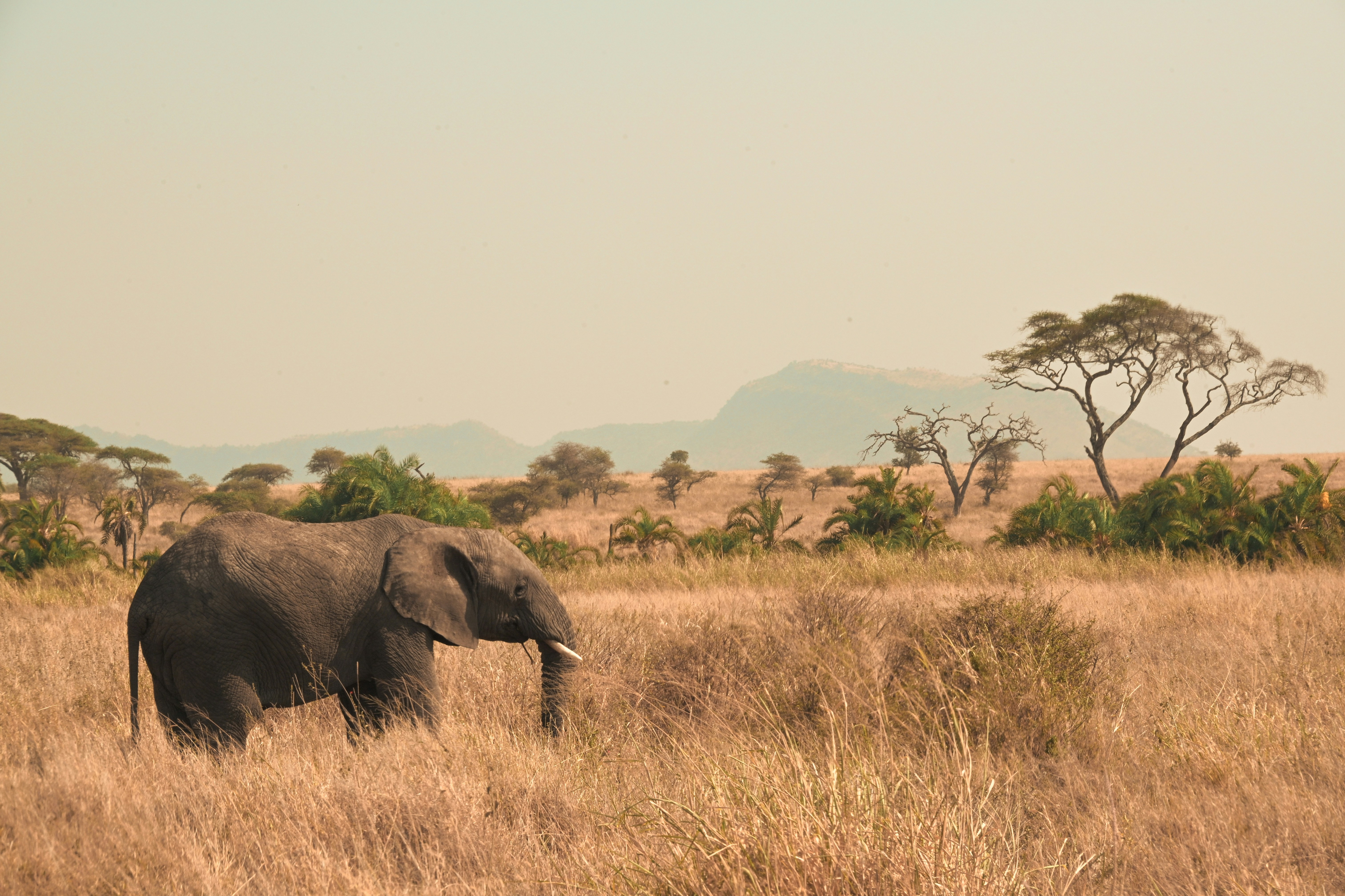  lone elephant trudges through golden grassland at dusk