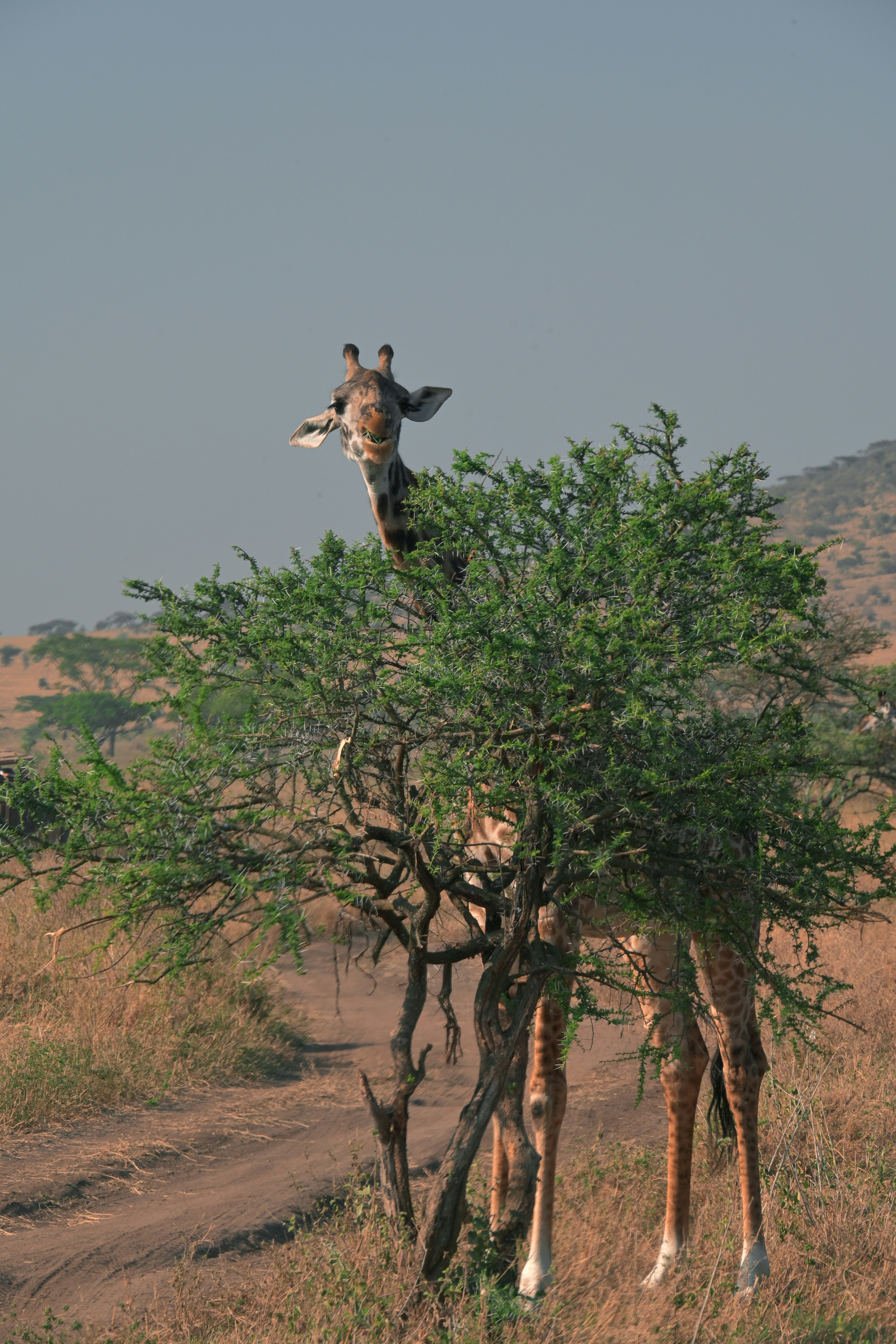 Giraffe Emerges from the Acacia Crown in a Savanna Morning