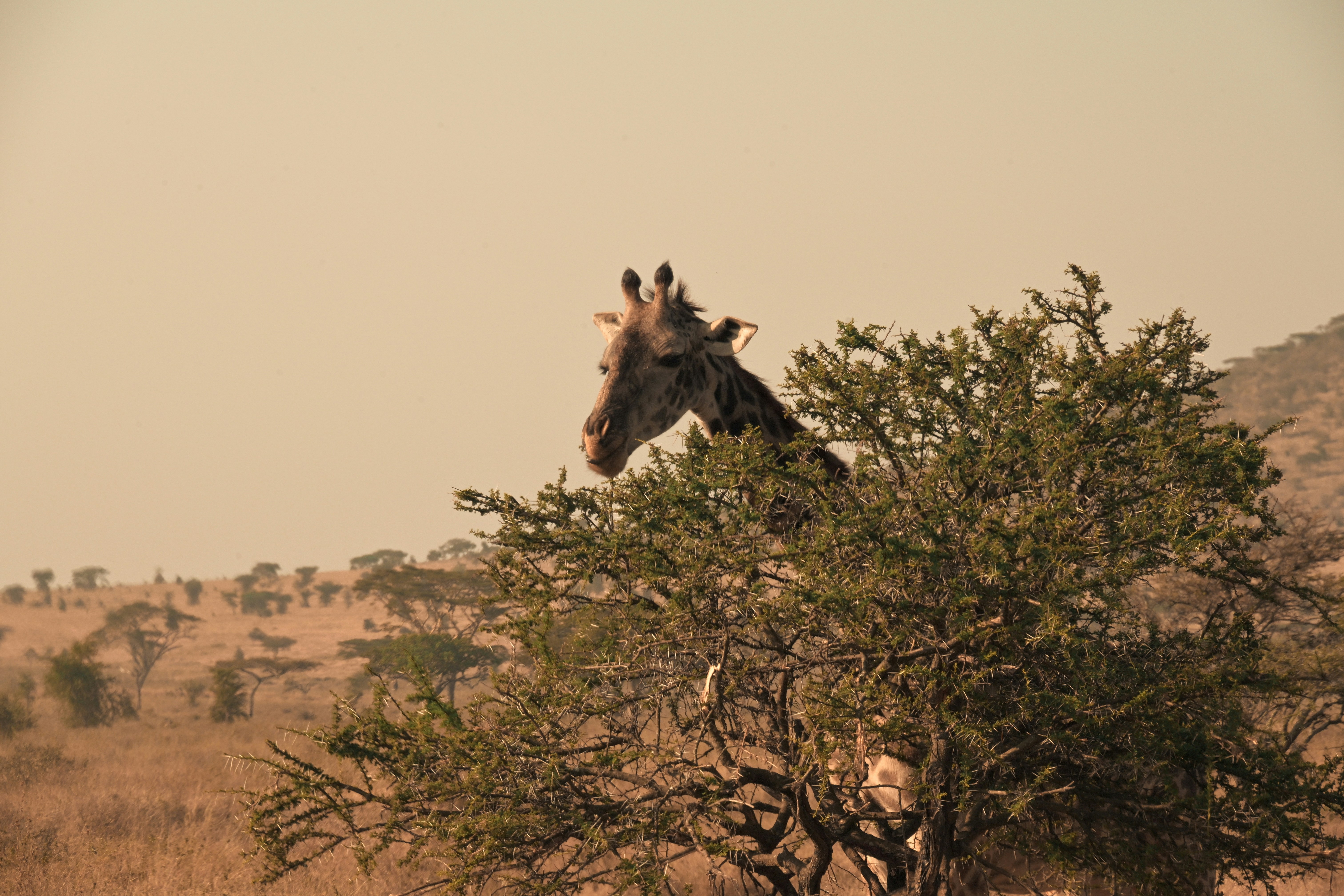 Giraffe Emergence: Lone Silhouette Above Acacia