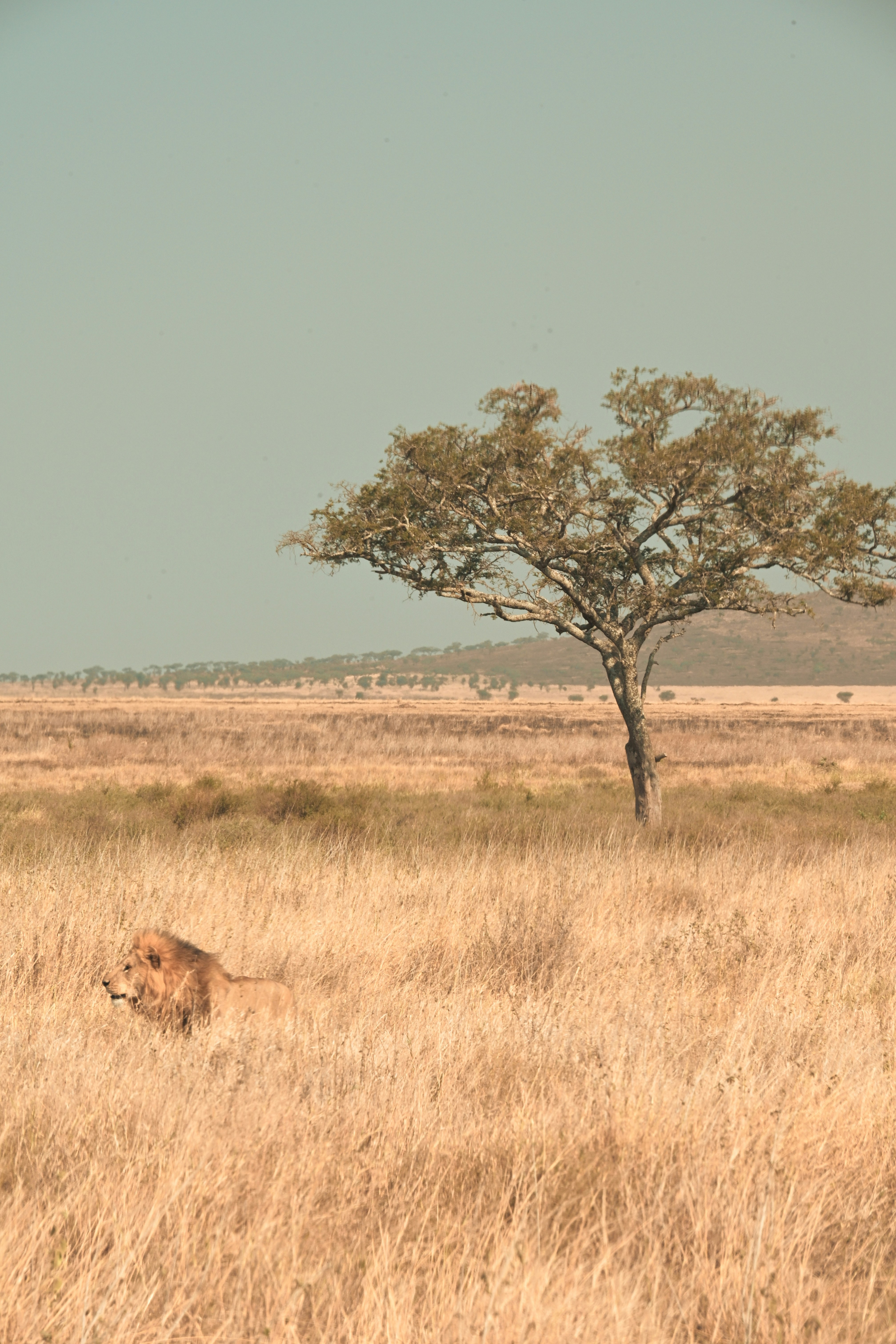 Lone Giraffe Pride Passes Beneath a Silent Acacia