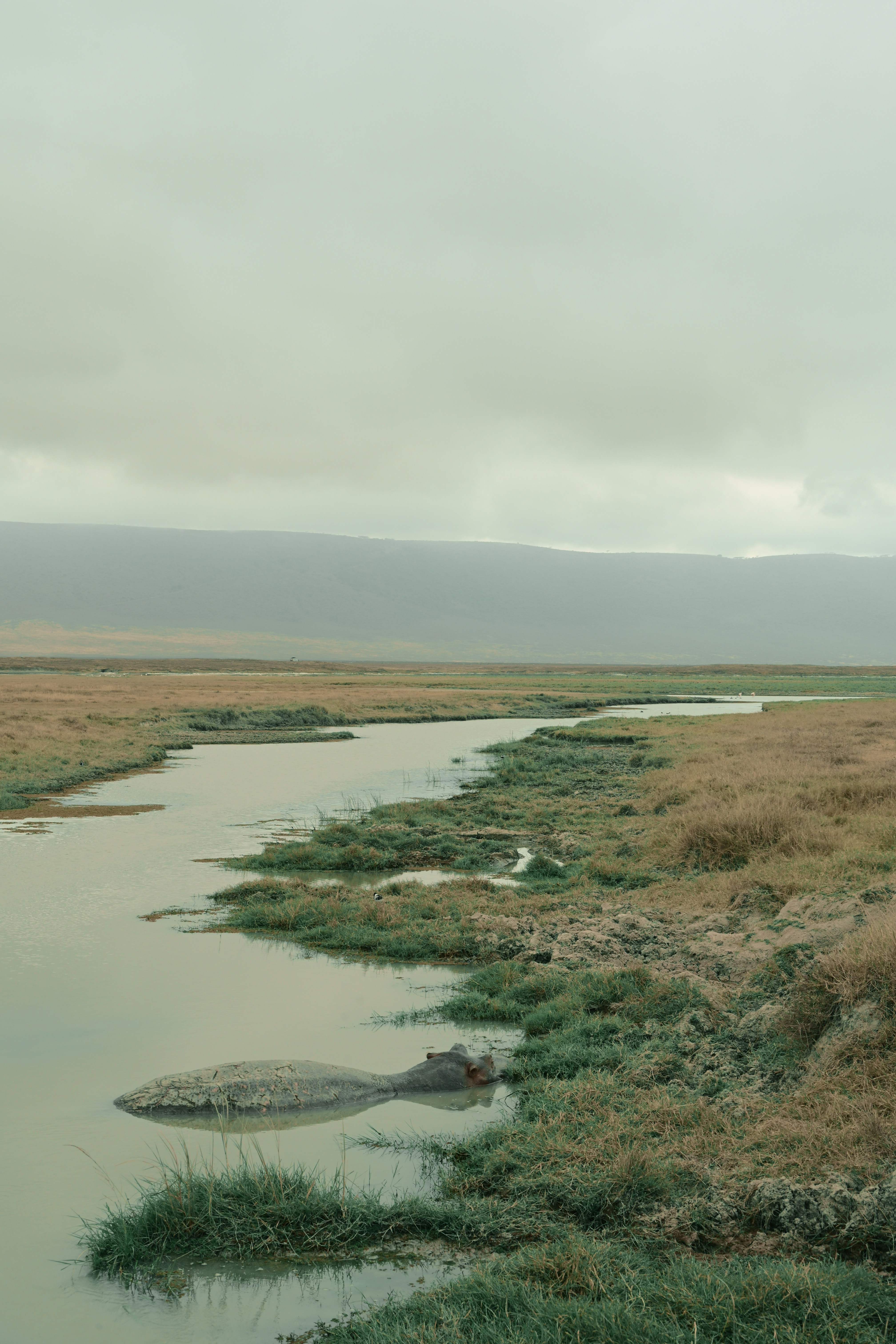 Quiet Marsh Pathway: A Solitary Stream Meanders Through Pale Grasslands
