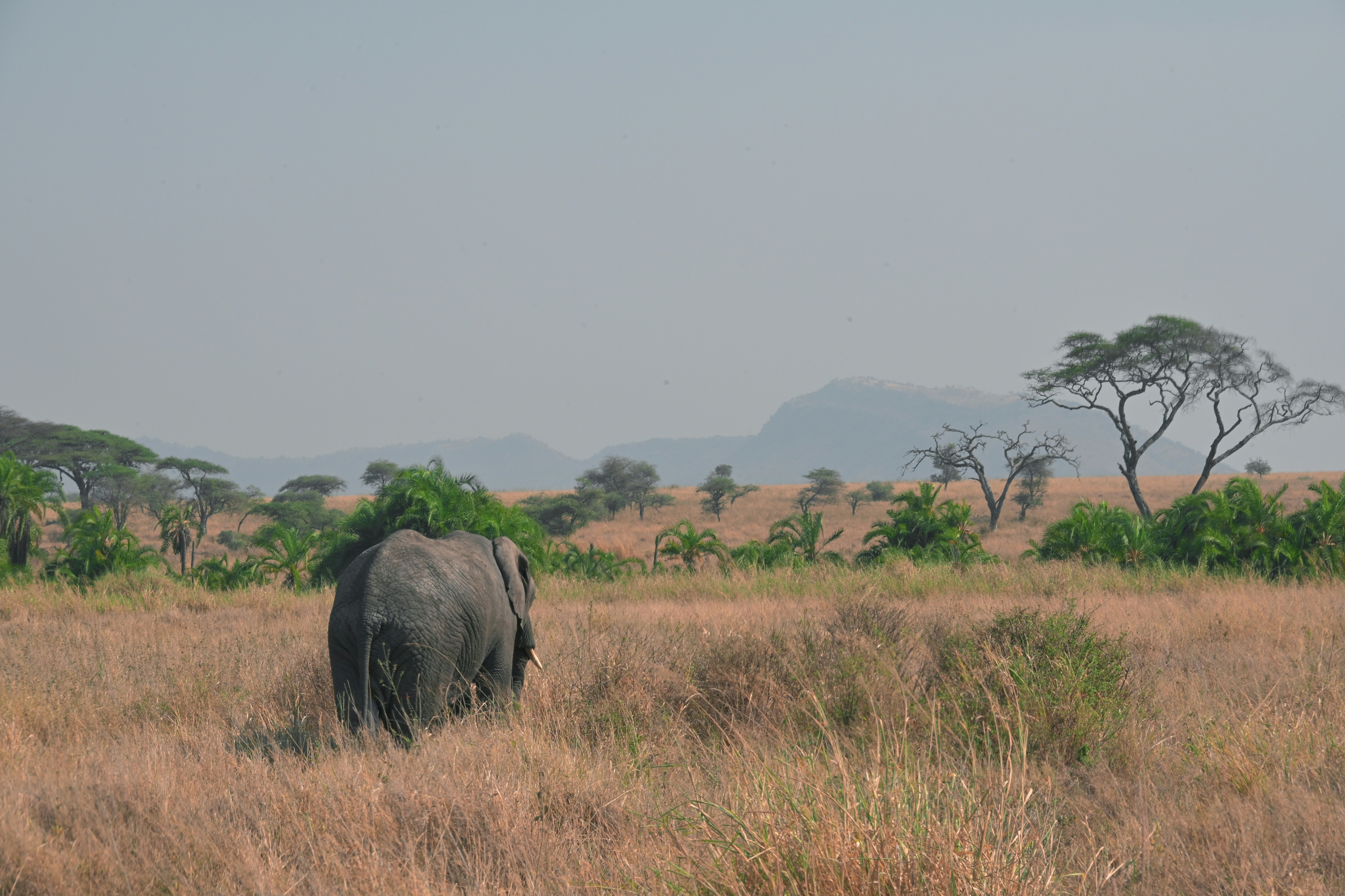 Dusty Savanna Rendezvous: A Lone Elephant Trudging Through Golden Grass