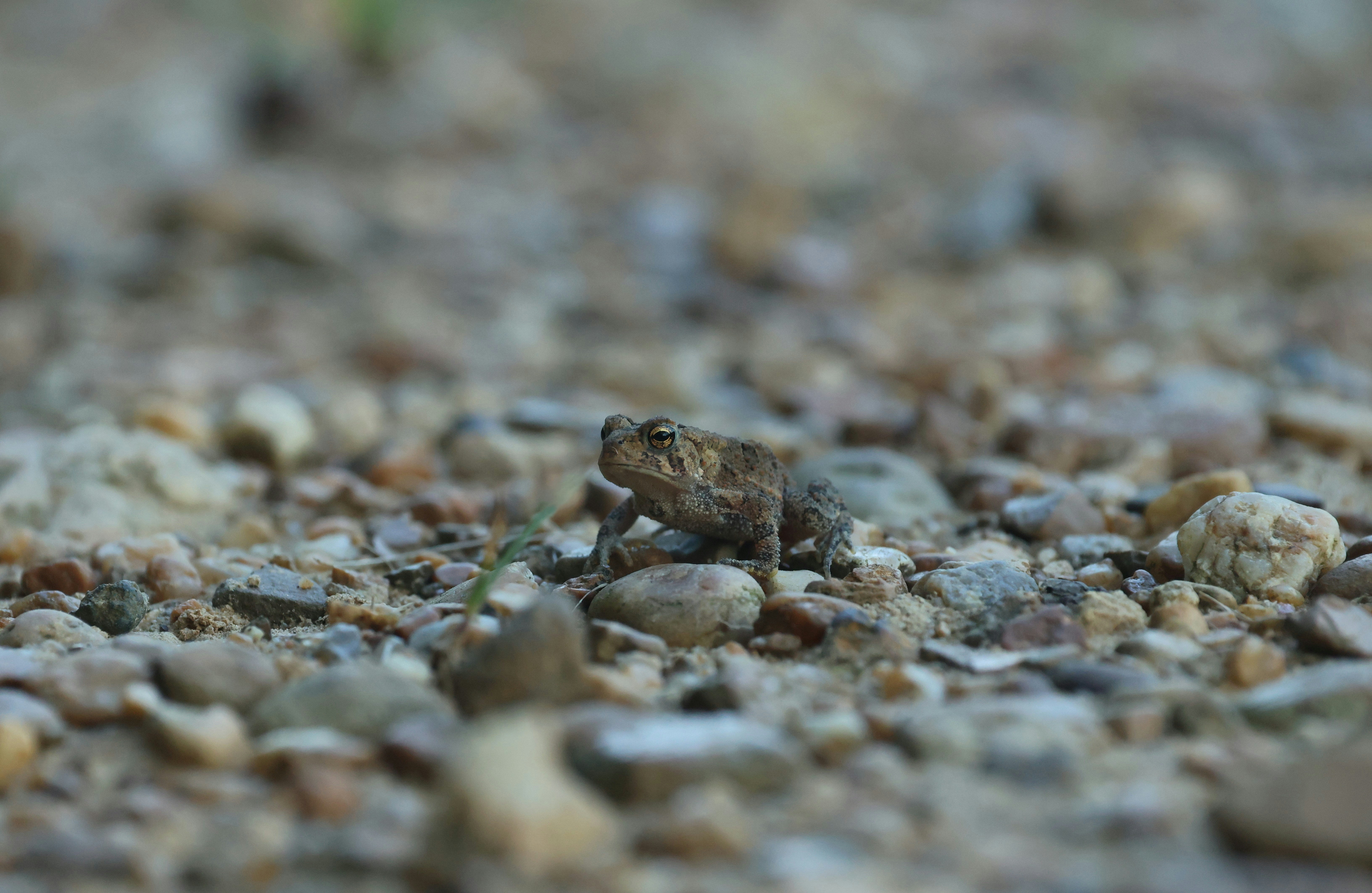 Hidden Groundling: a tiny frog pauses among pebbles