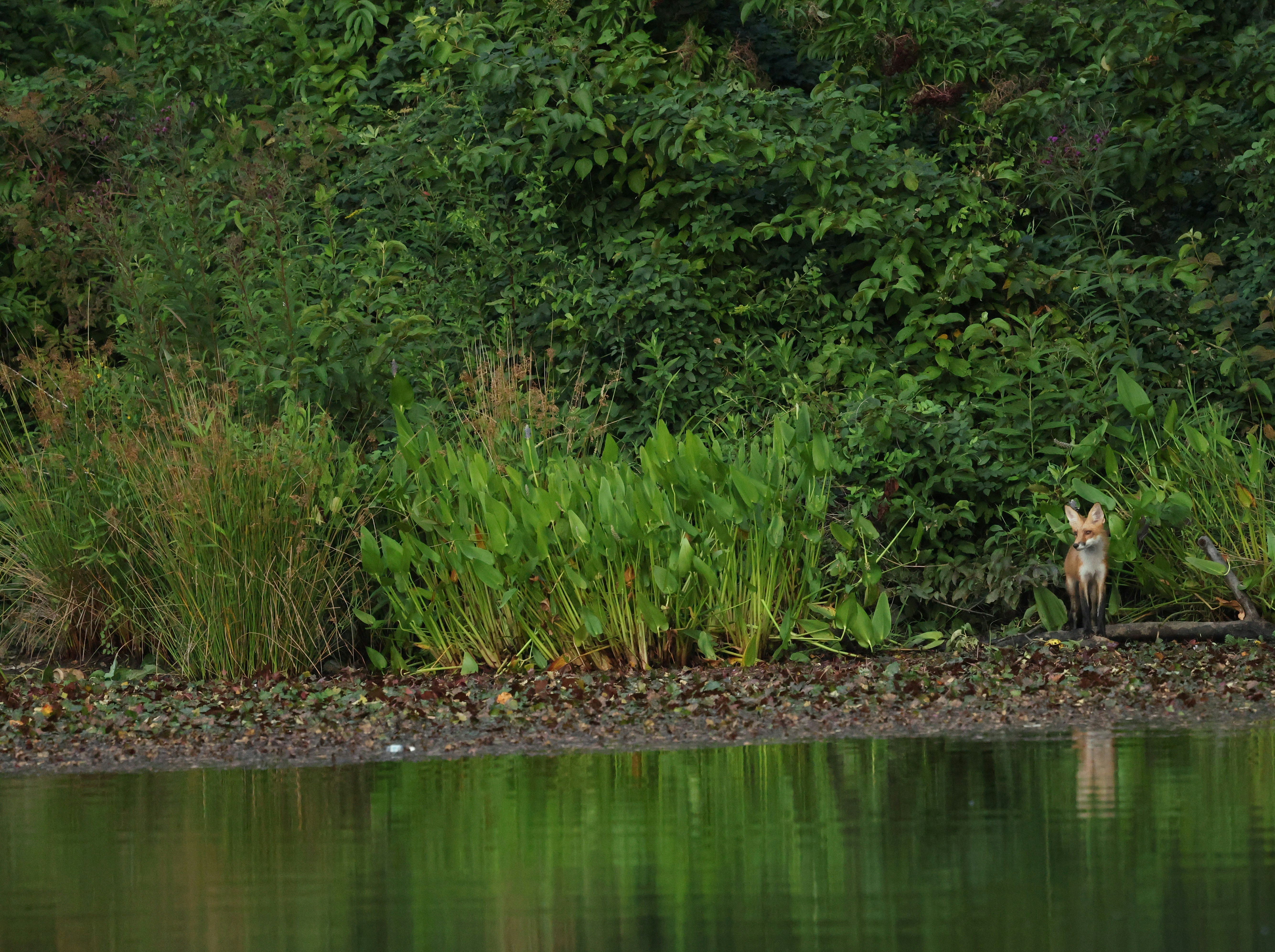 Fox in the Green Margin: Quiet Watch by the Shore