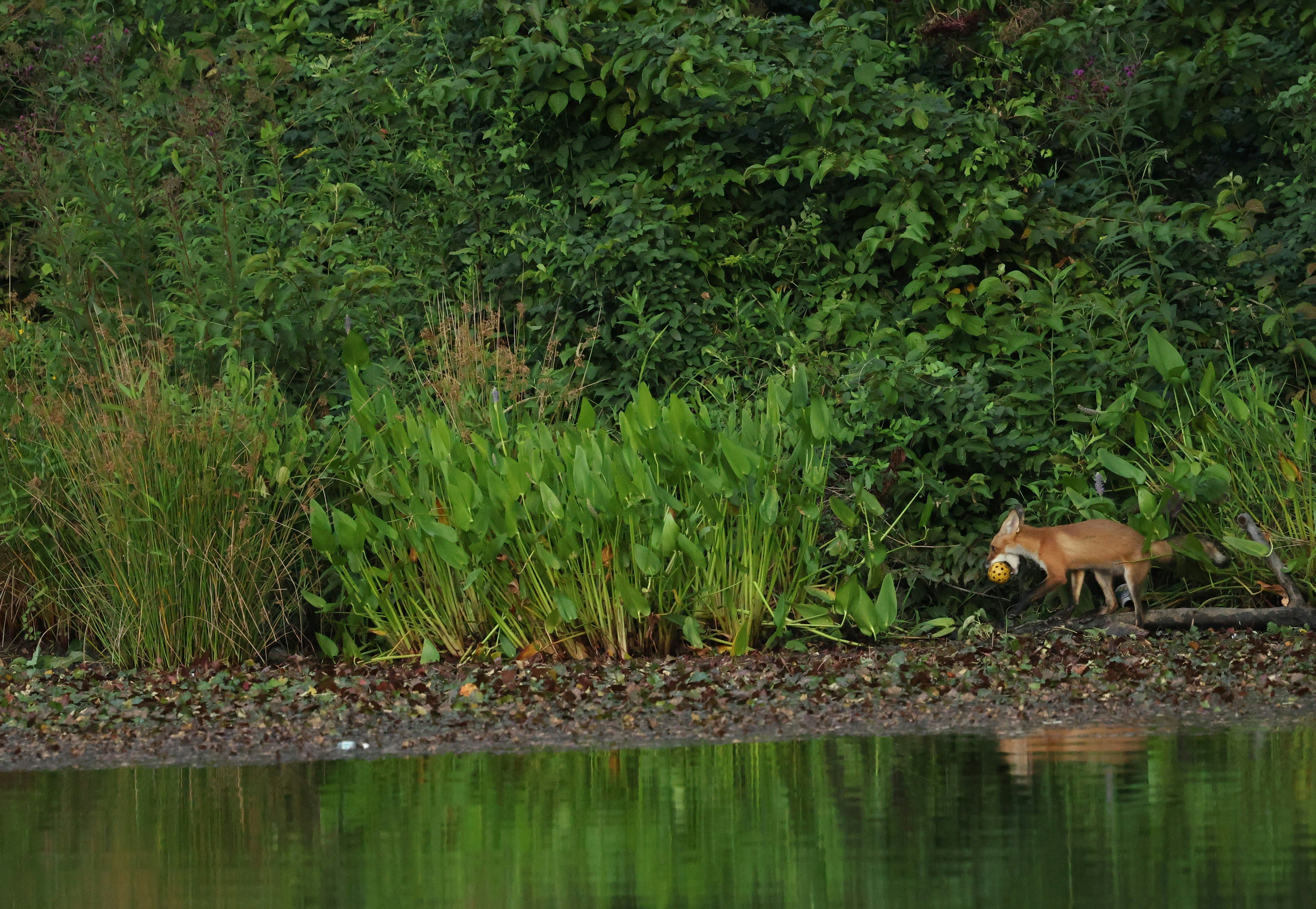 Amber fox along the riverbank at dusk, eyes alert near reeds by calm water.