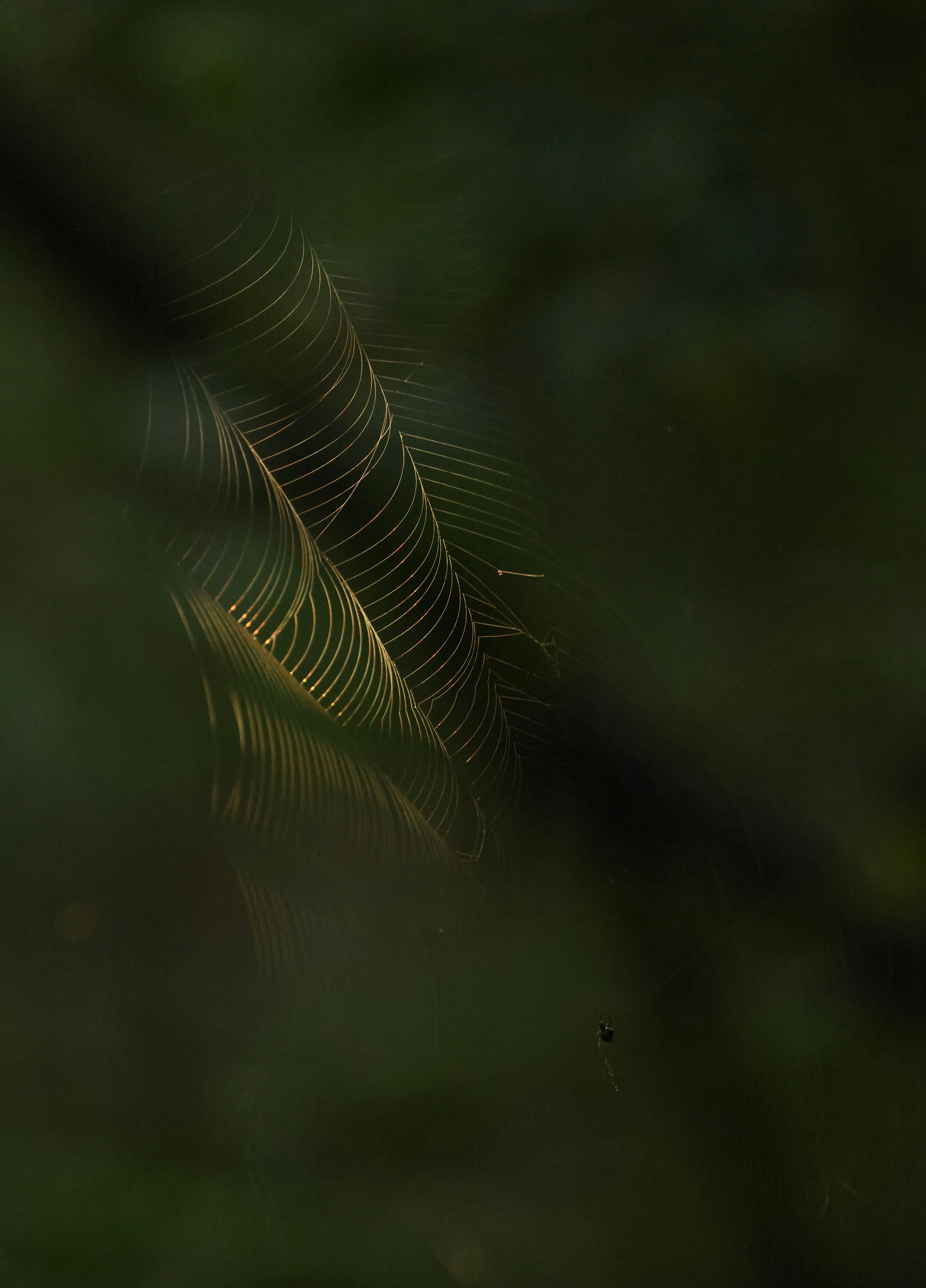 Golden Threads: A Spider’s Web Glinting in Shadowed Green