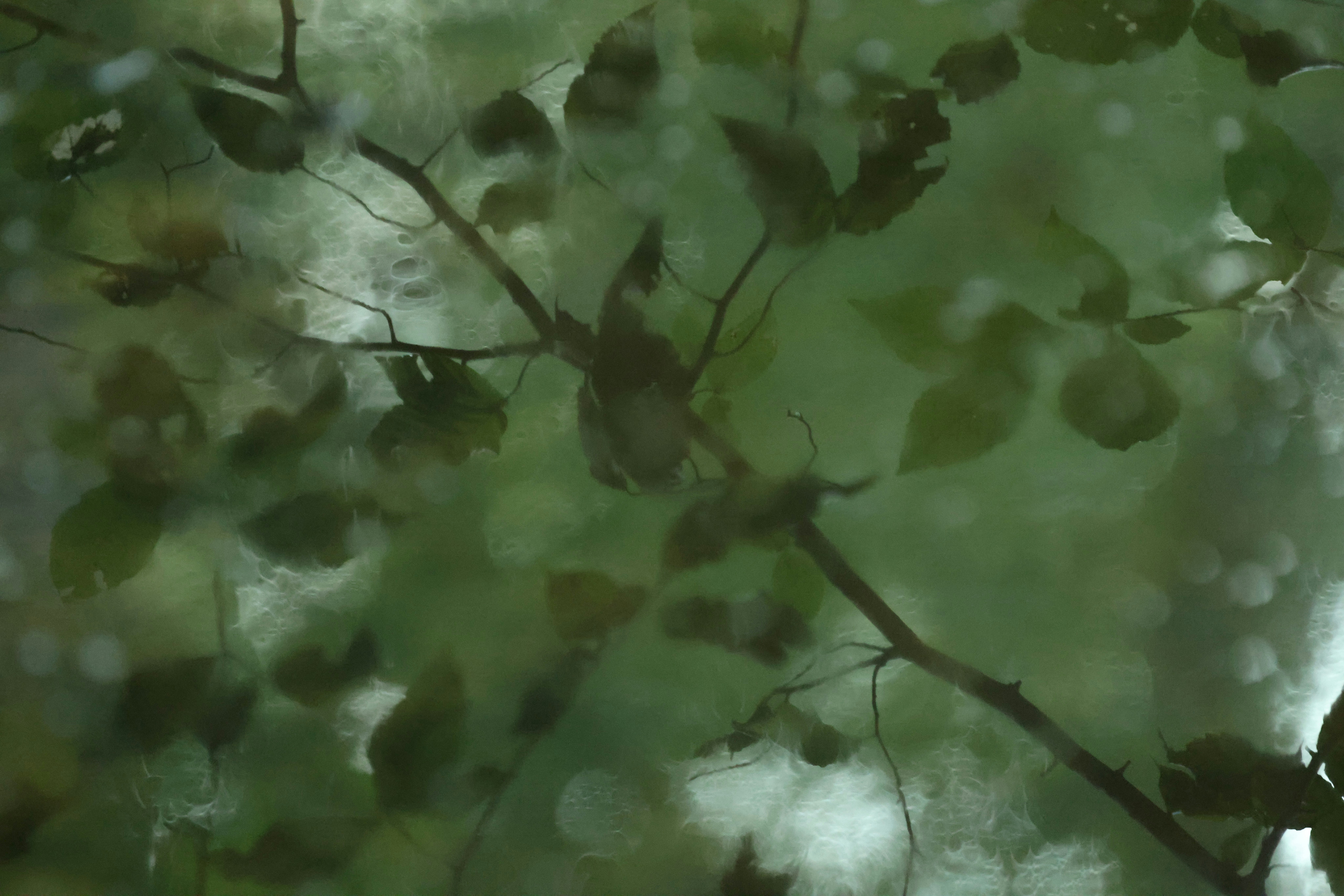Whispering Foliage: Soft Reflections on a Green Surface