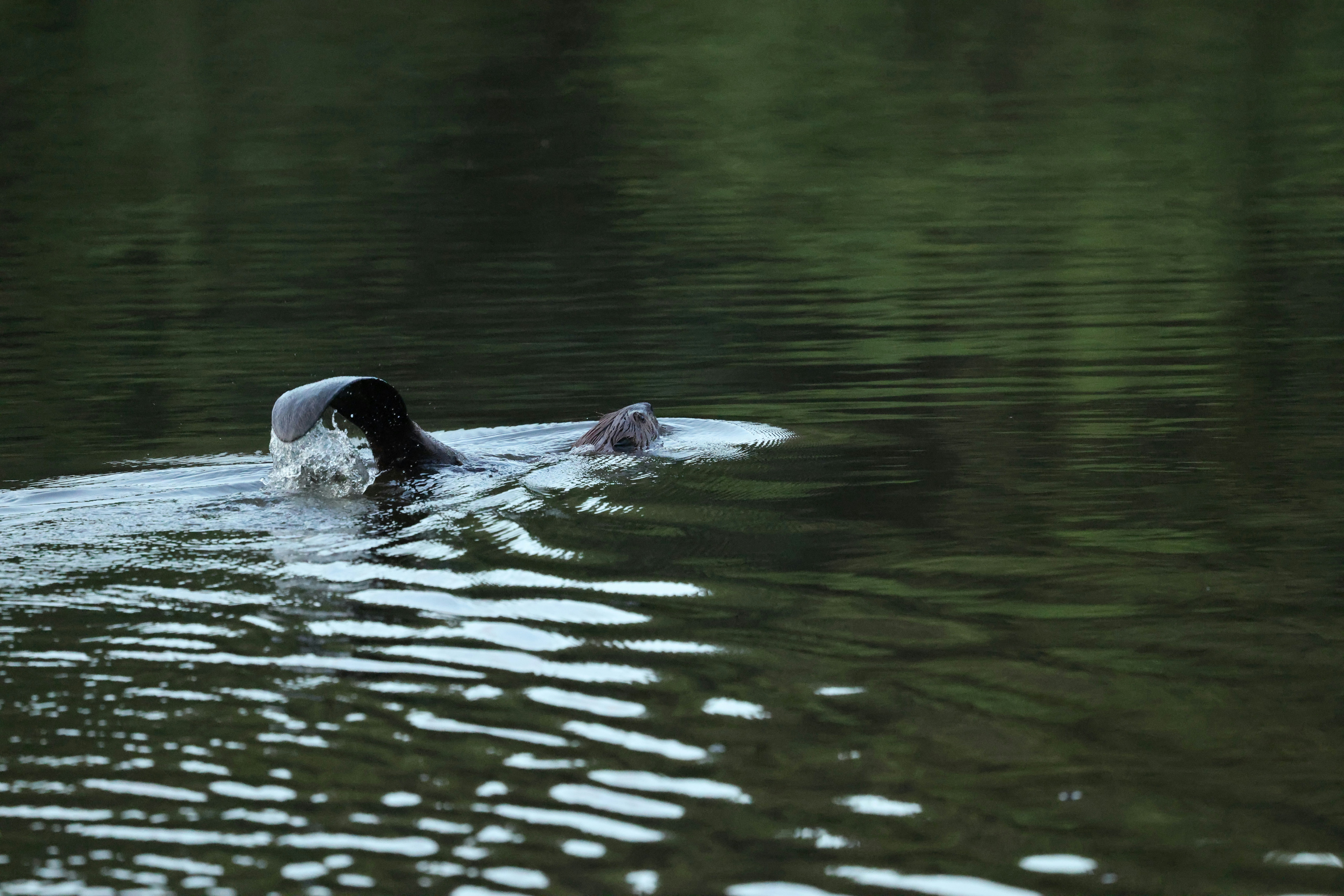 Diving Duck Emerges Across Rippling Stillness