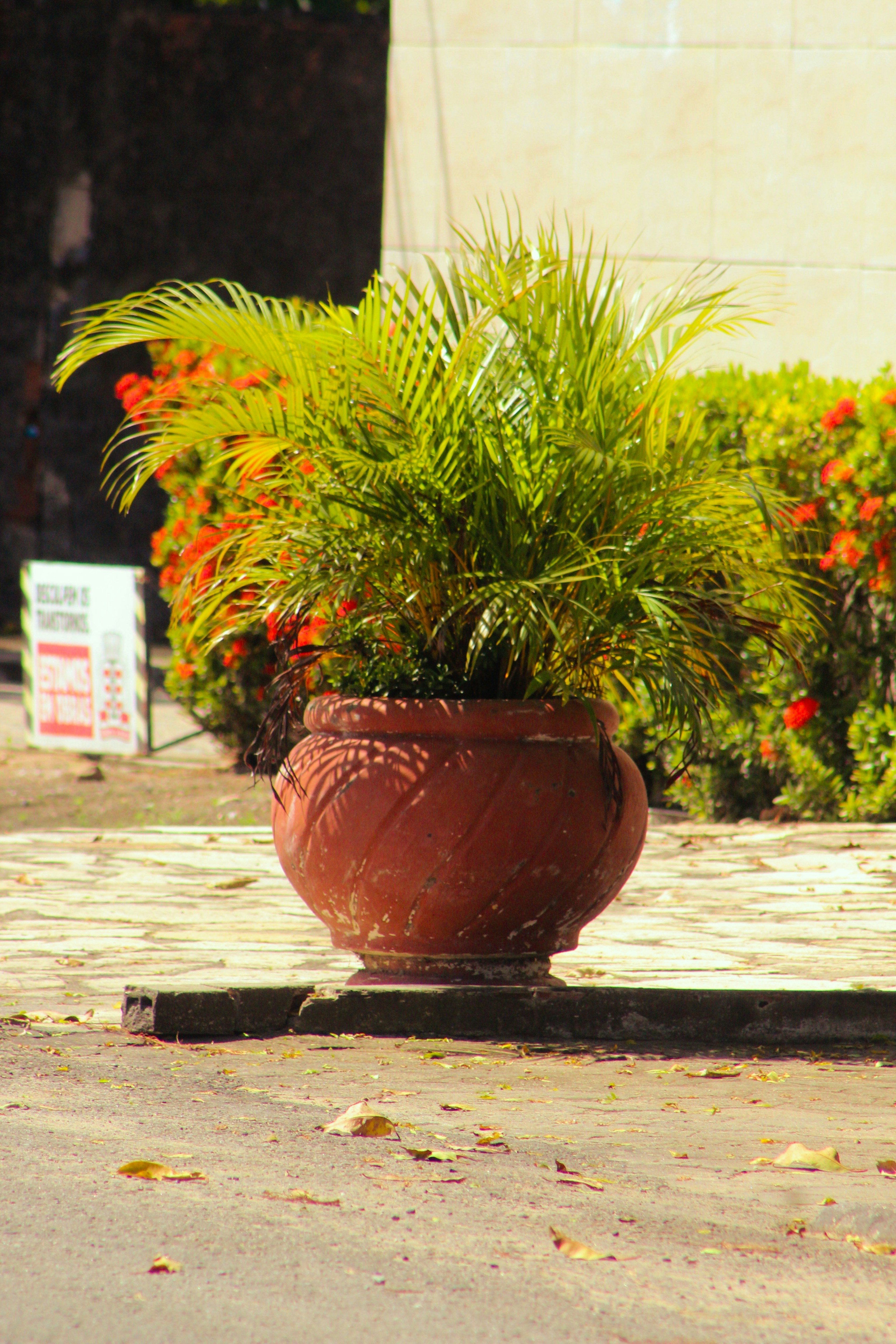 Terracotta Pot with Lush Palm Foliage on a Sunlit Courtyard