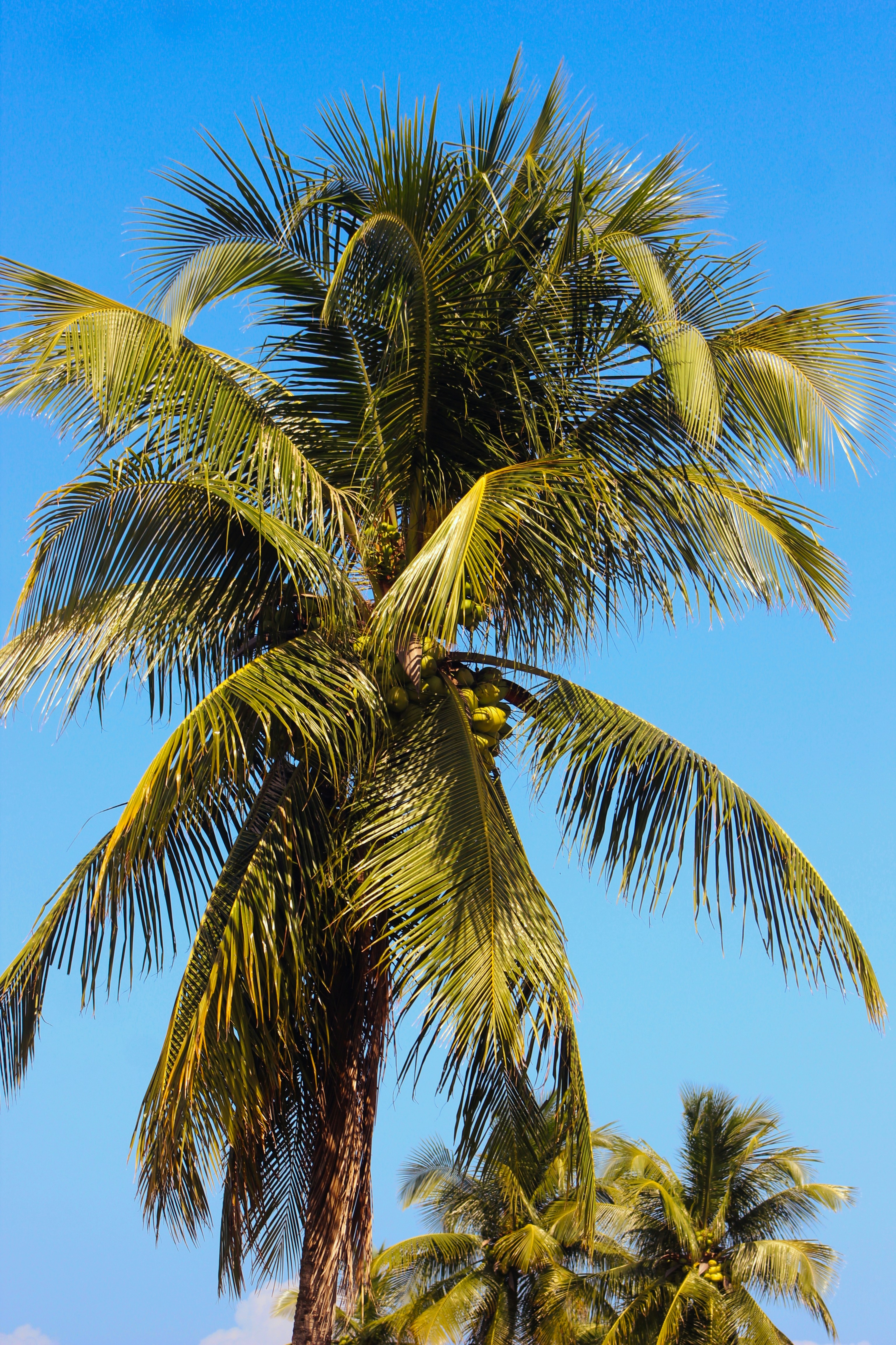 Palm Crown Under A Cerulean Sky