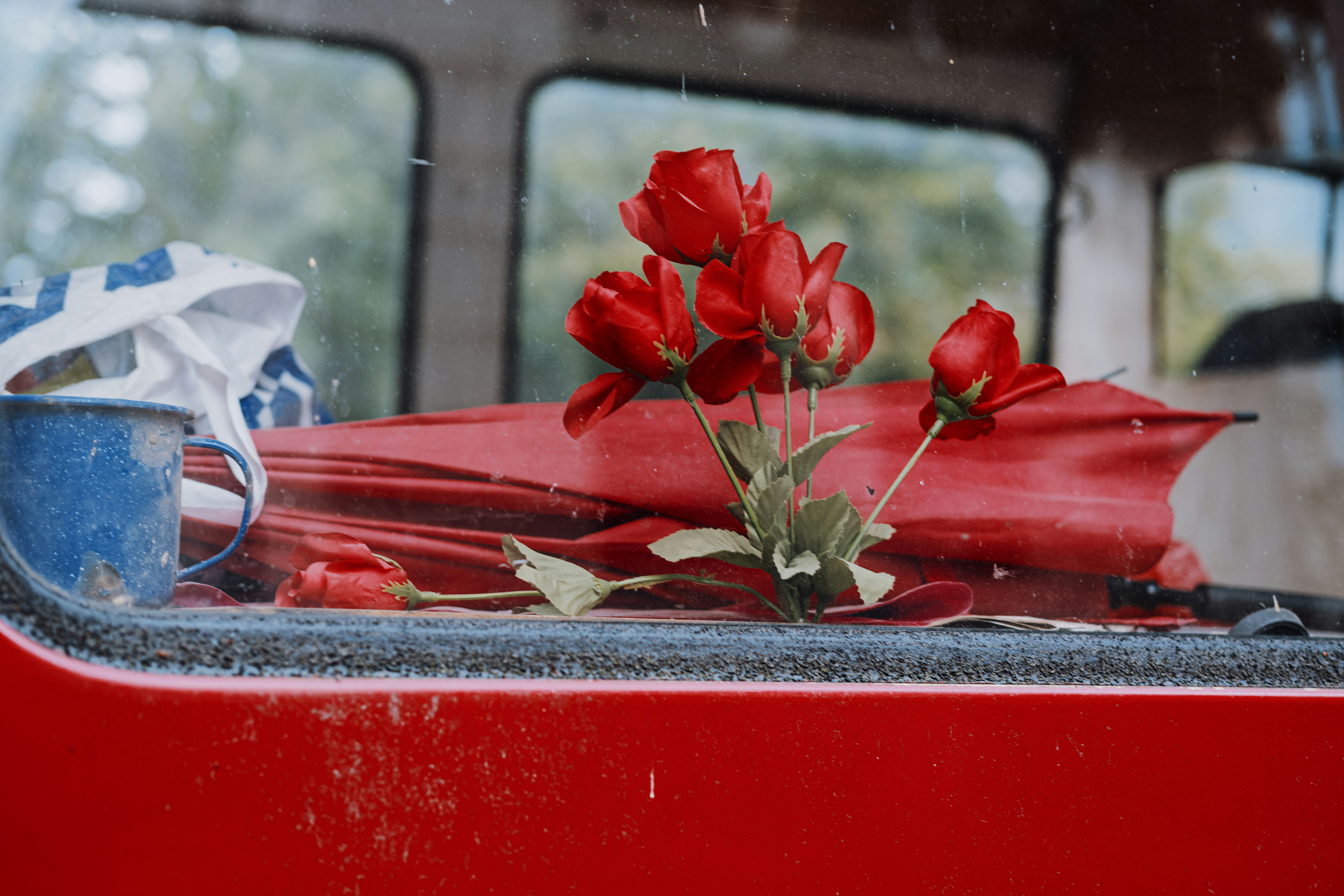 Red Rose in a Truck Bed After Rain