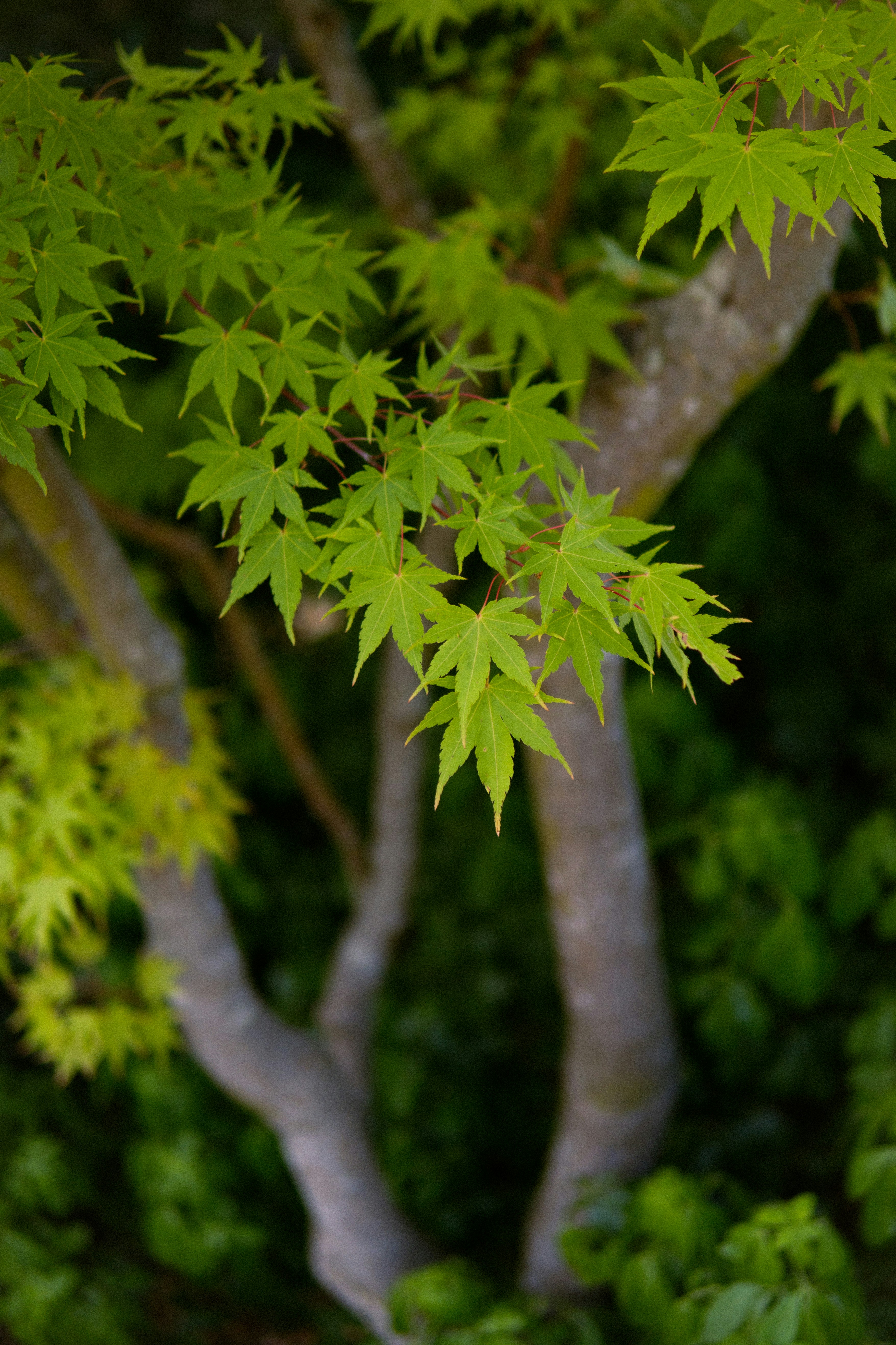 Emerald Maple Canopy: Sunlit Leaves Framing a Trunked Arbor