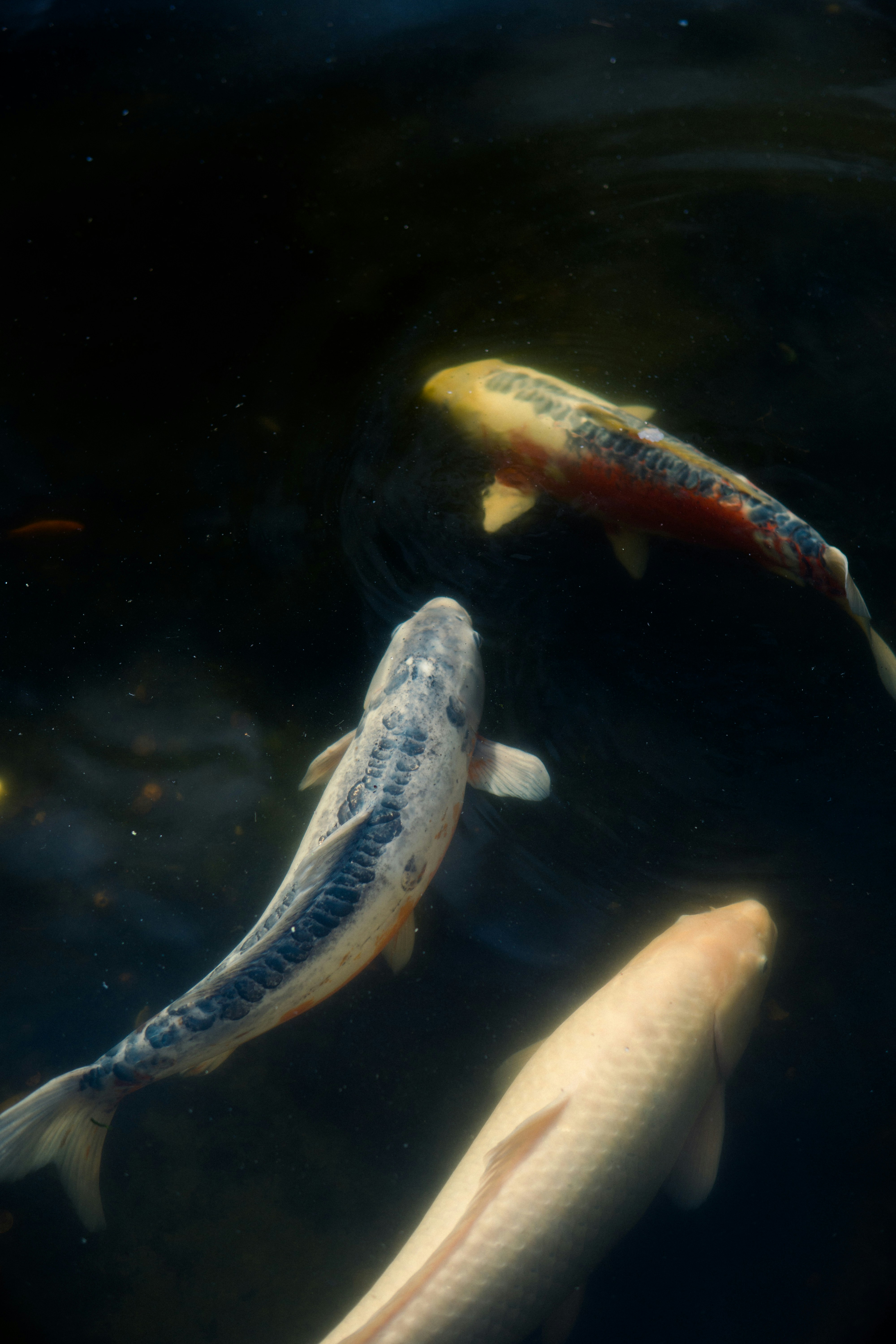 Koi in Quiet Depths: A Ballet of Color and Light