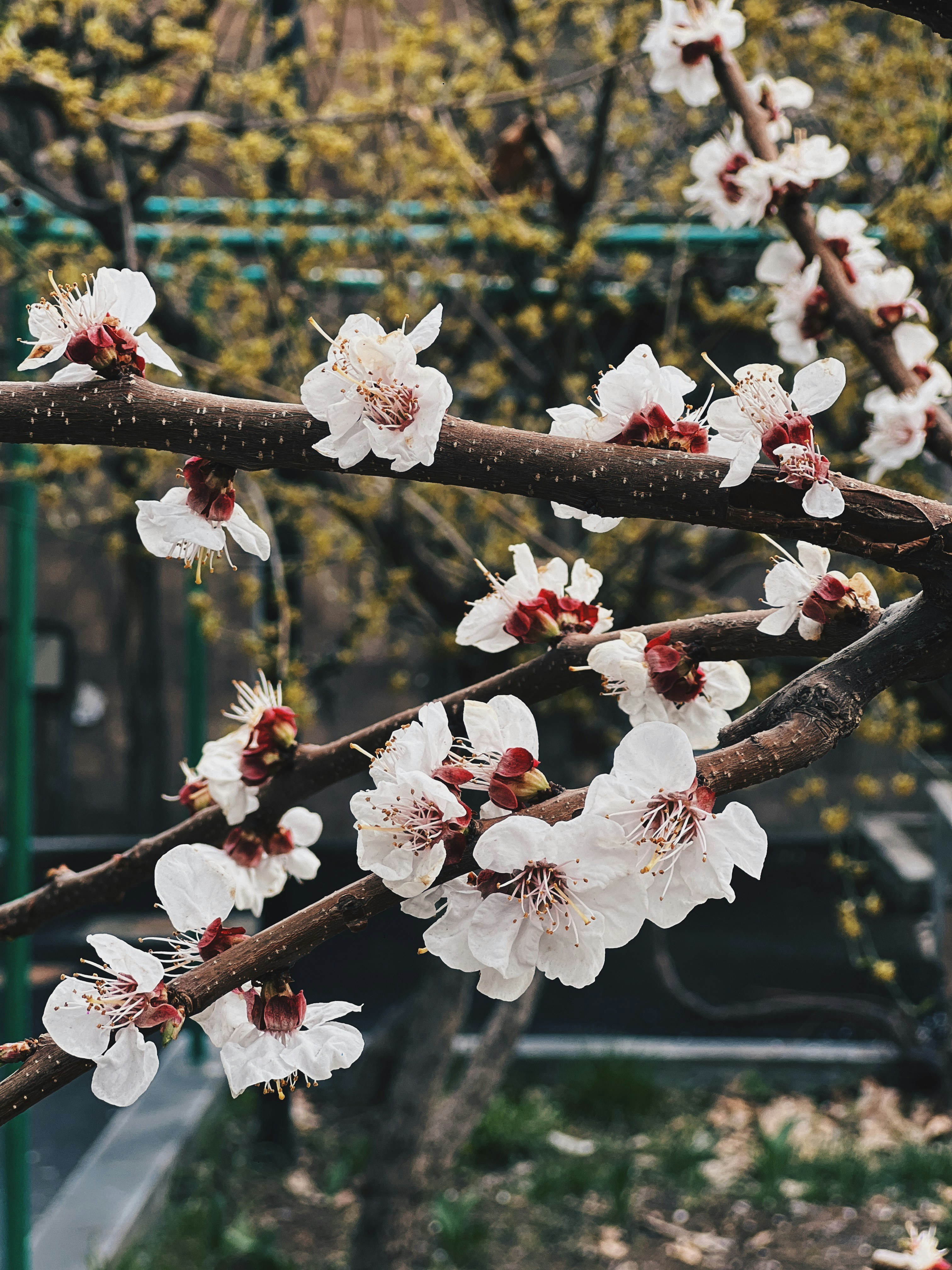 Blossoms in Focus: A Close-Up on Spring’s White Petals