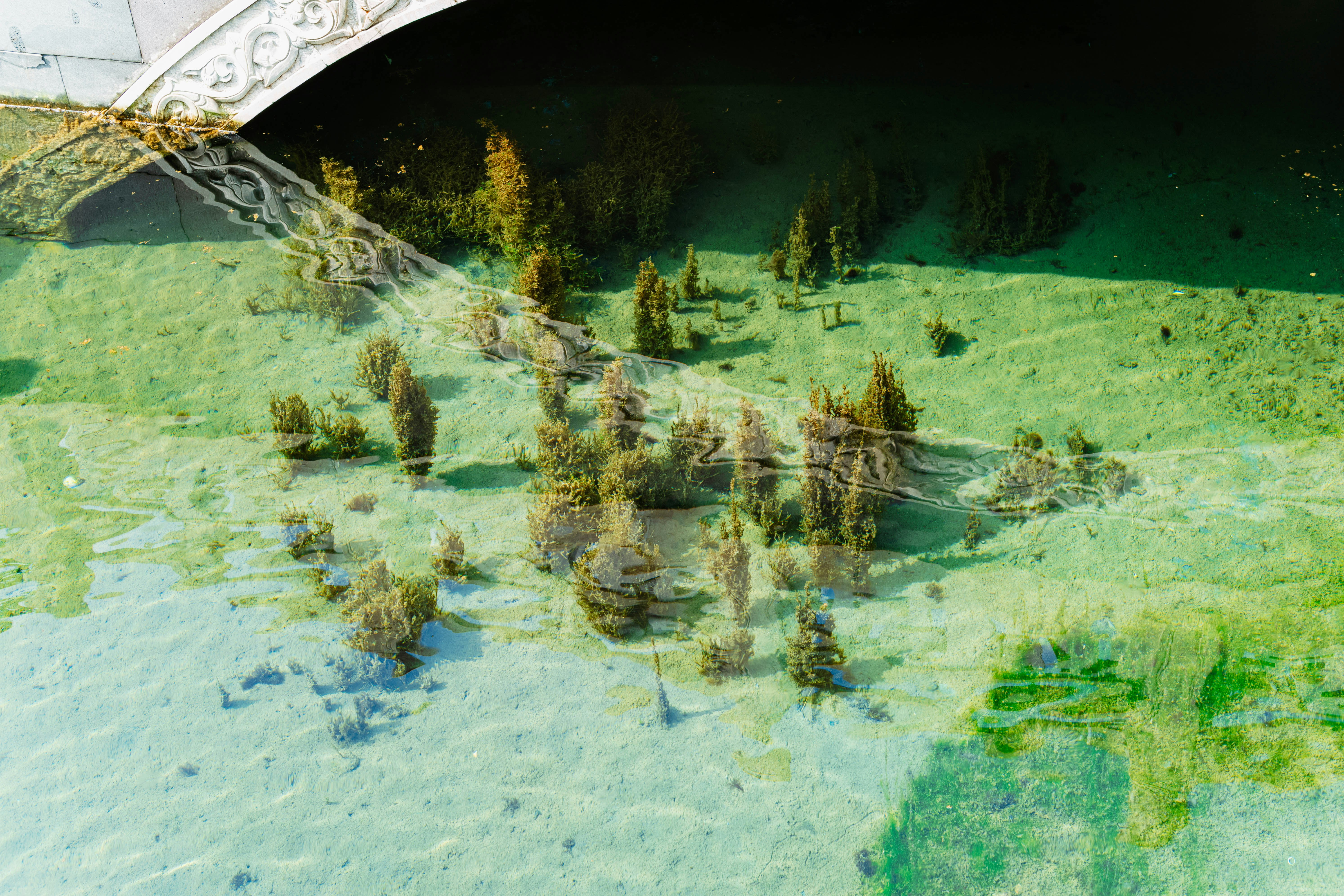 Underwater Garden: Subway-green Shallows and Submerged Pines