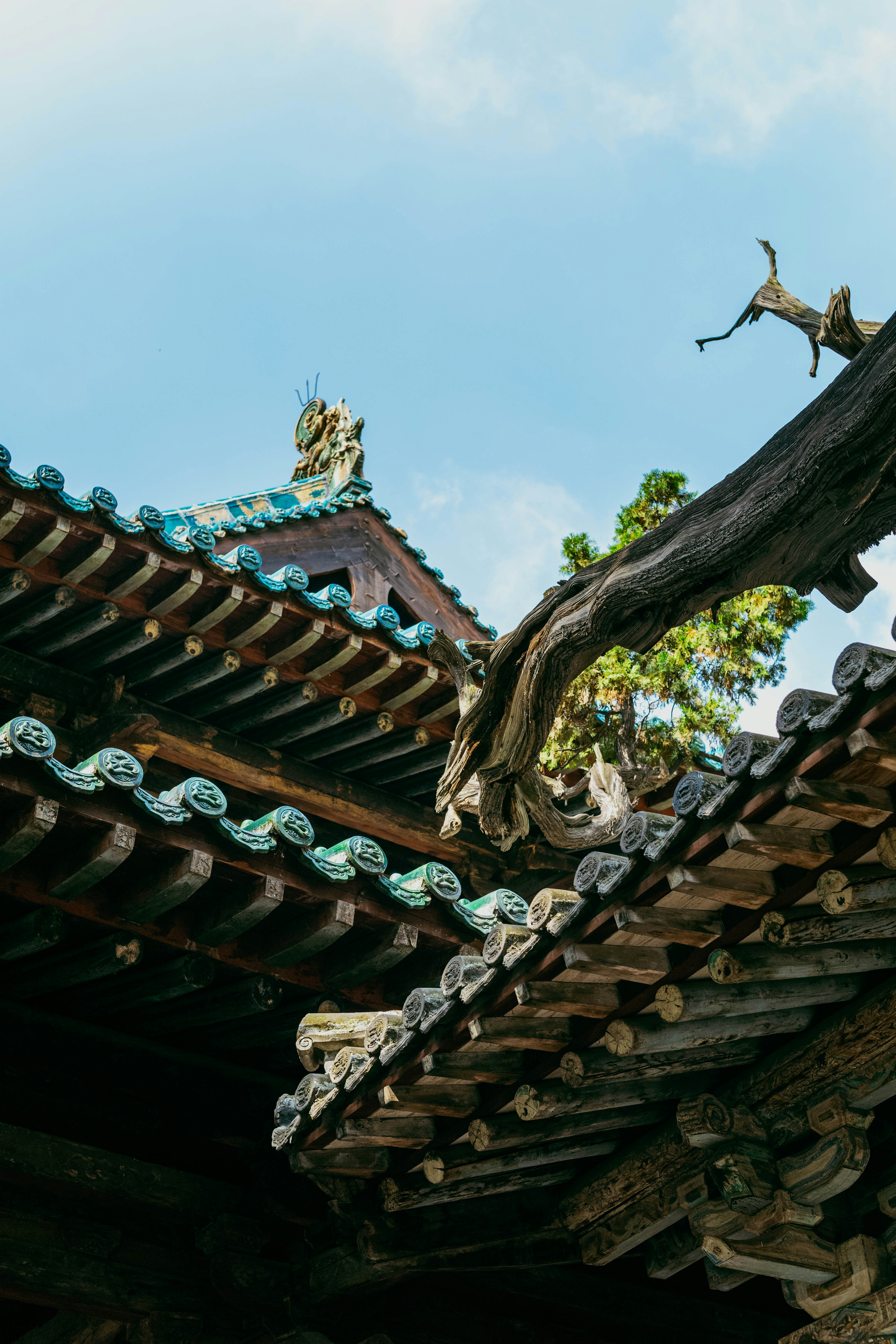 Weathered Rooflines Converge Beneath a Gnarled Branch