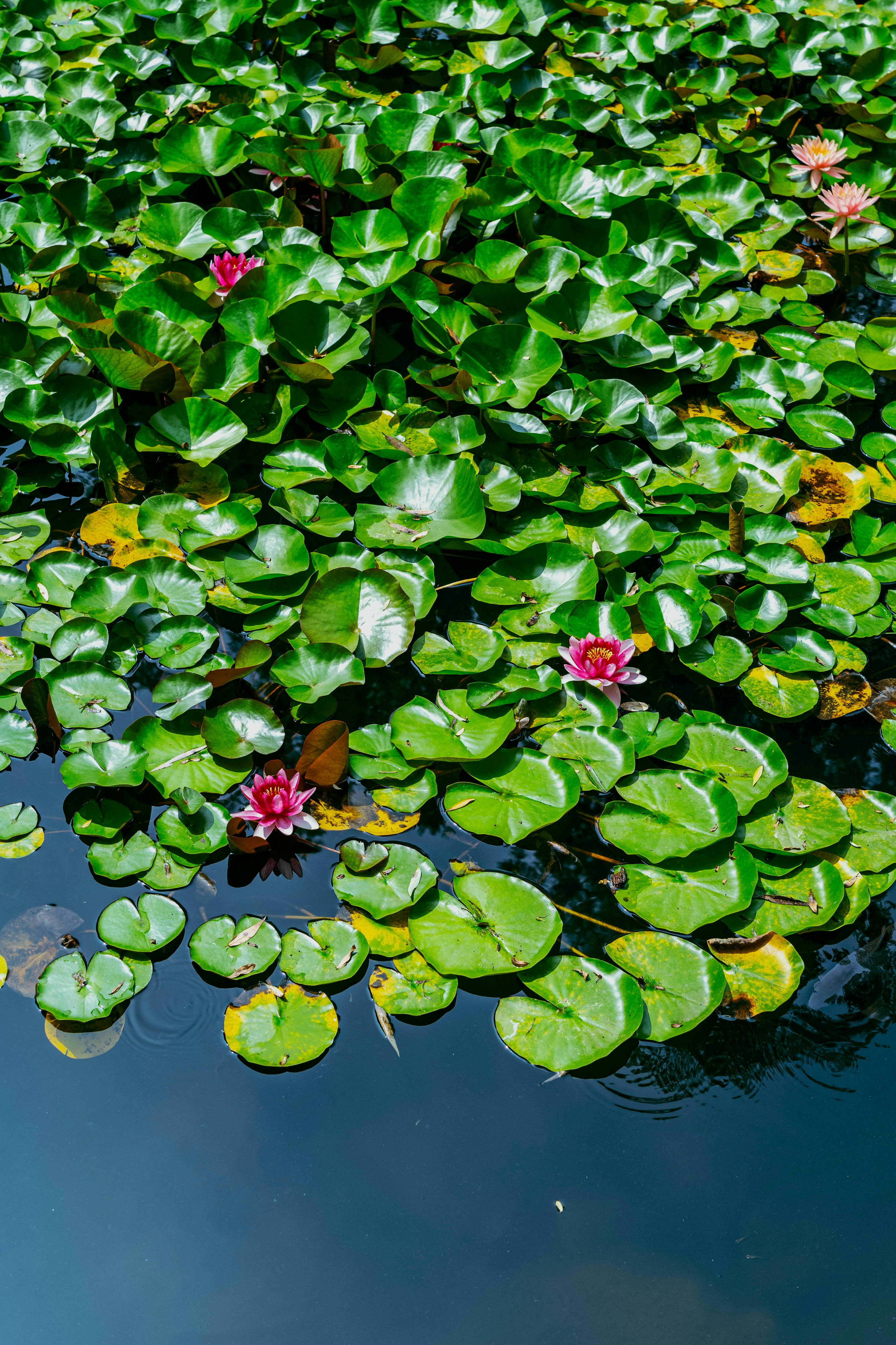 Water Lilies in Bloom: Pink Rosettes Amid a Sea of Green