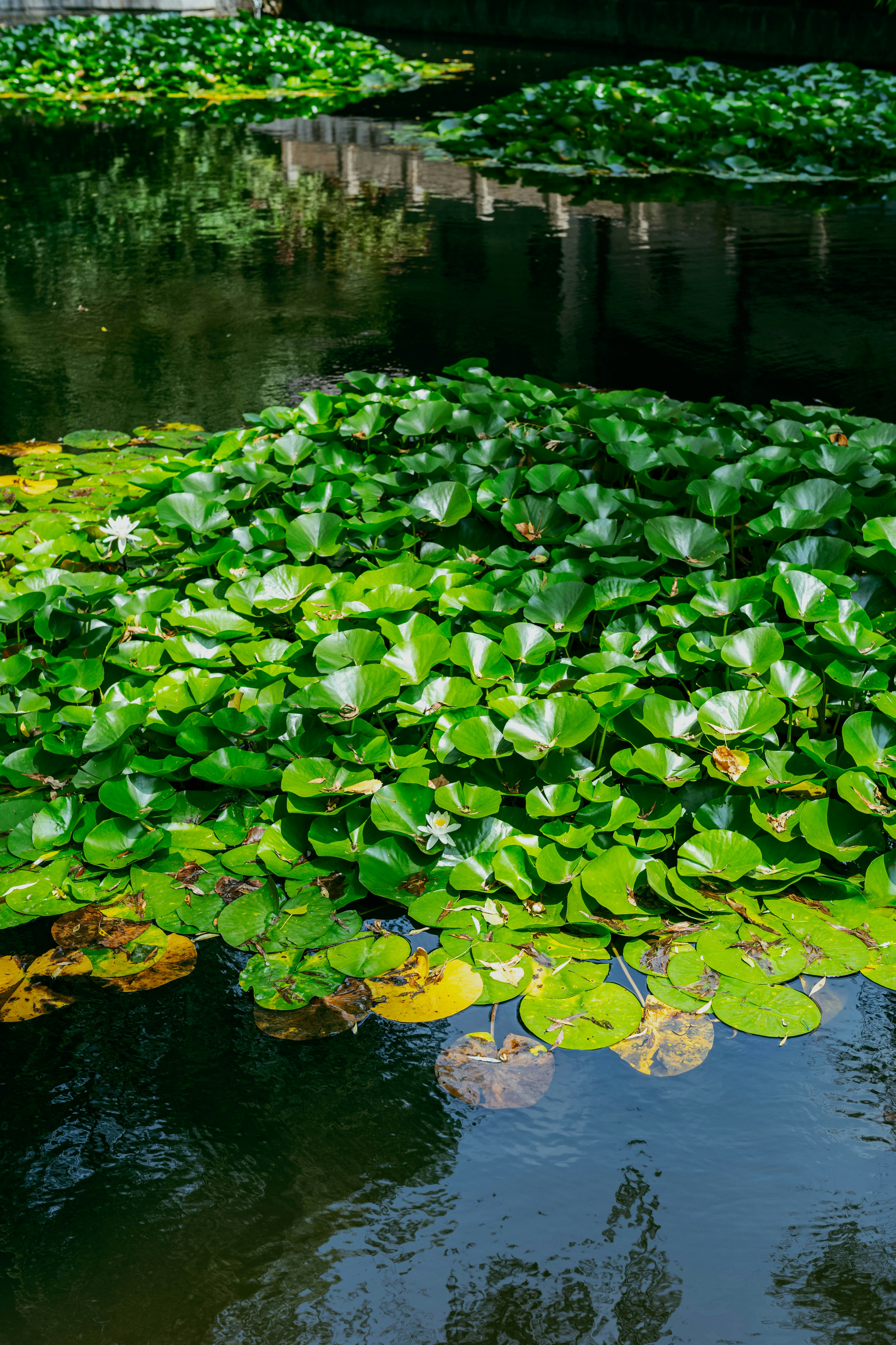 Floating Green Sea: Lily Pads and Reflections