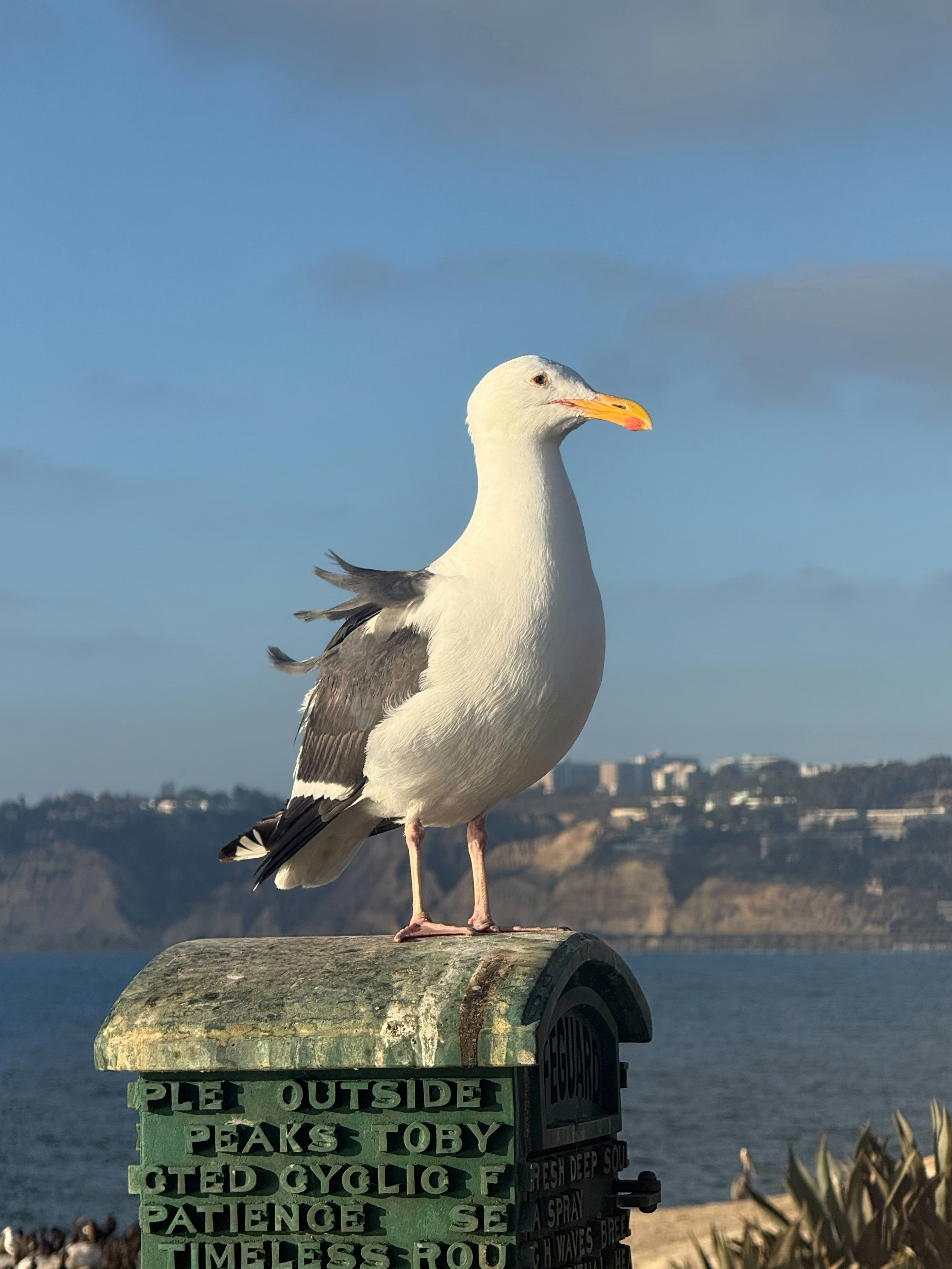 Seaside Watch: A Seagull On a Weathered Post